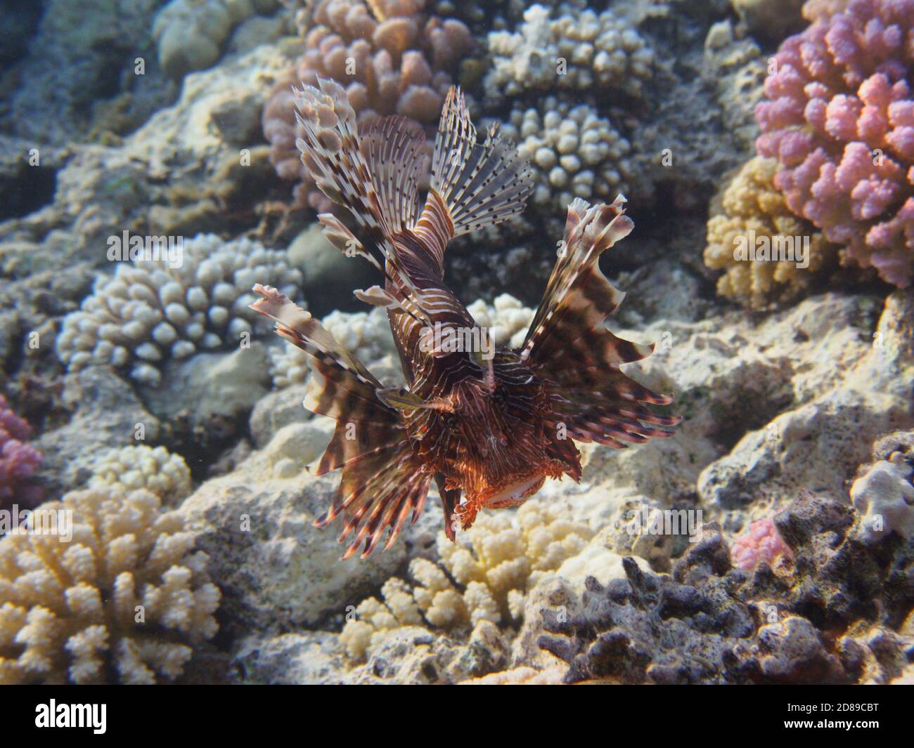 Common lionfish at the sea colorful coral reef Stock Photo - Alamy