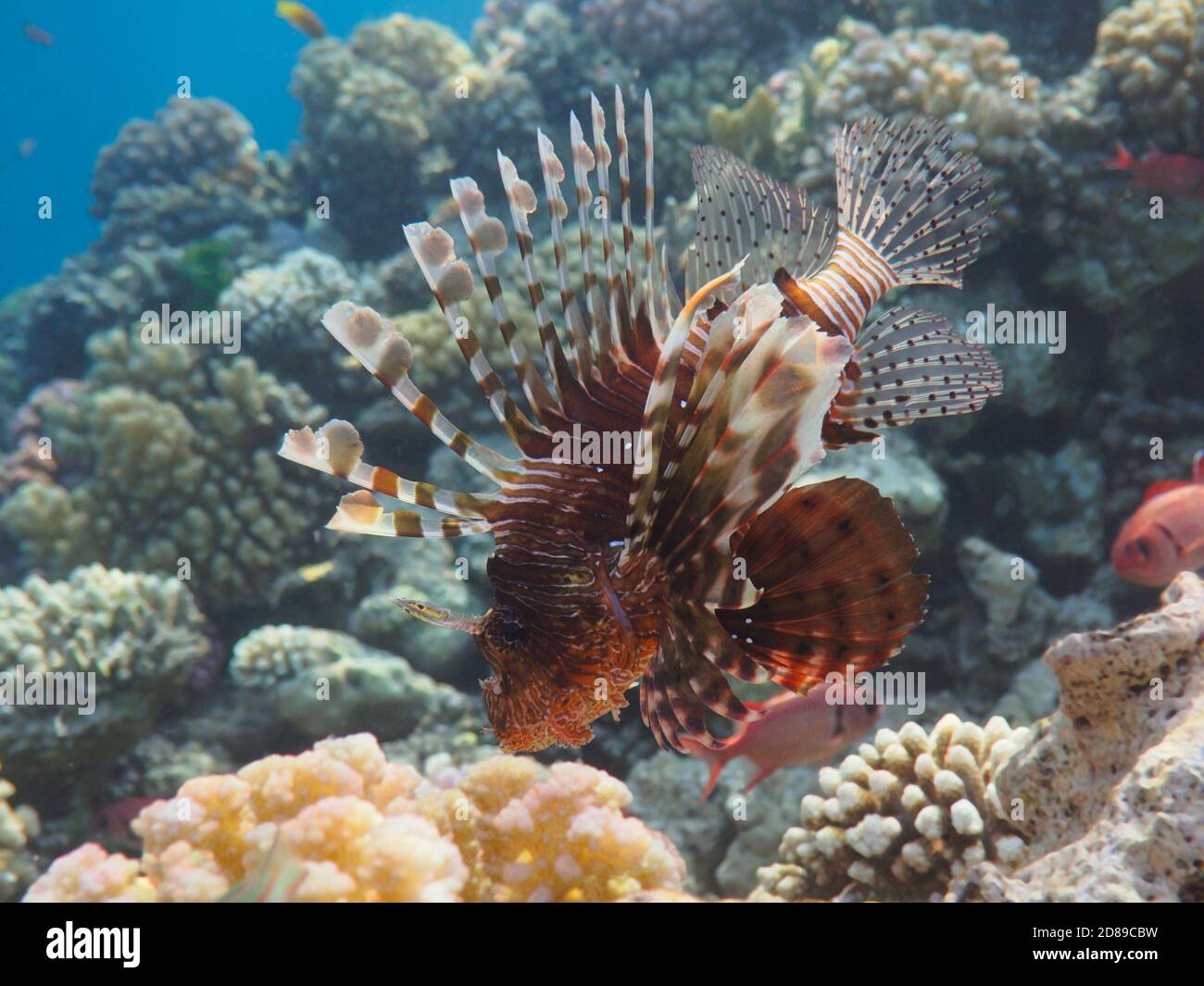 Lionfish (Pterois miles) at the tropical coral reef underwater Stock ...