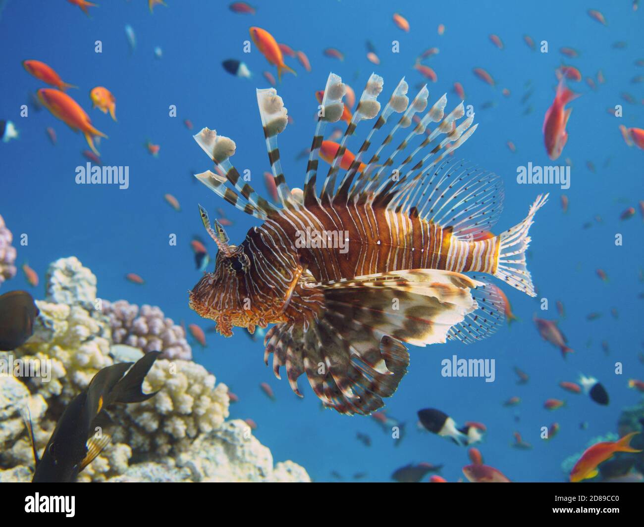 Lionfish among colorful small fishes at the coral reef underwater Stock ...