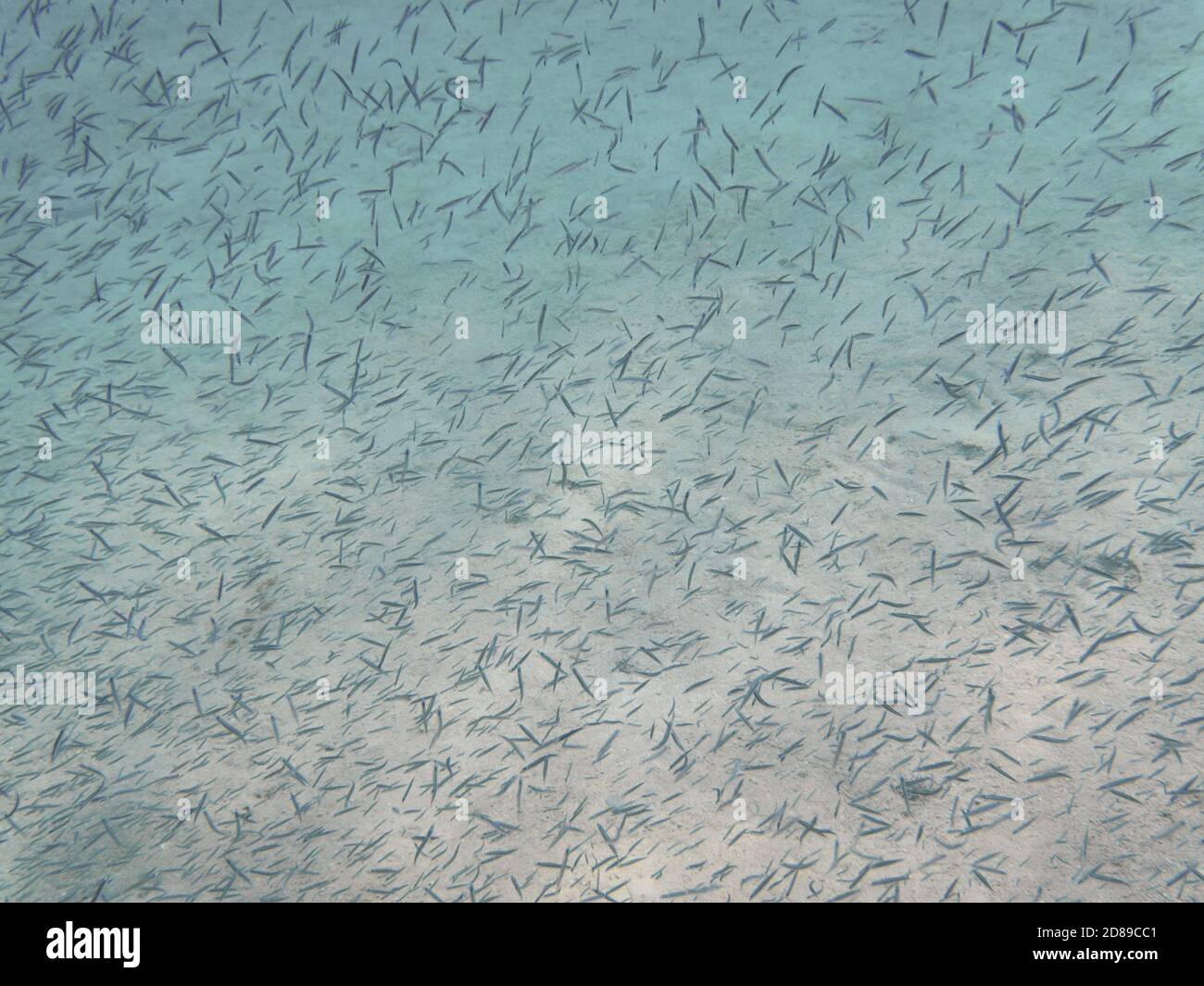 Sea fish school over sandy bottom underwater background Stock Photo - Alamy