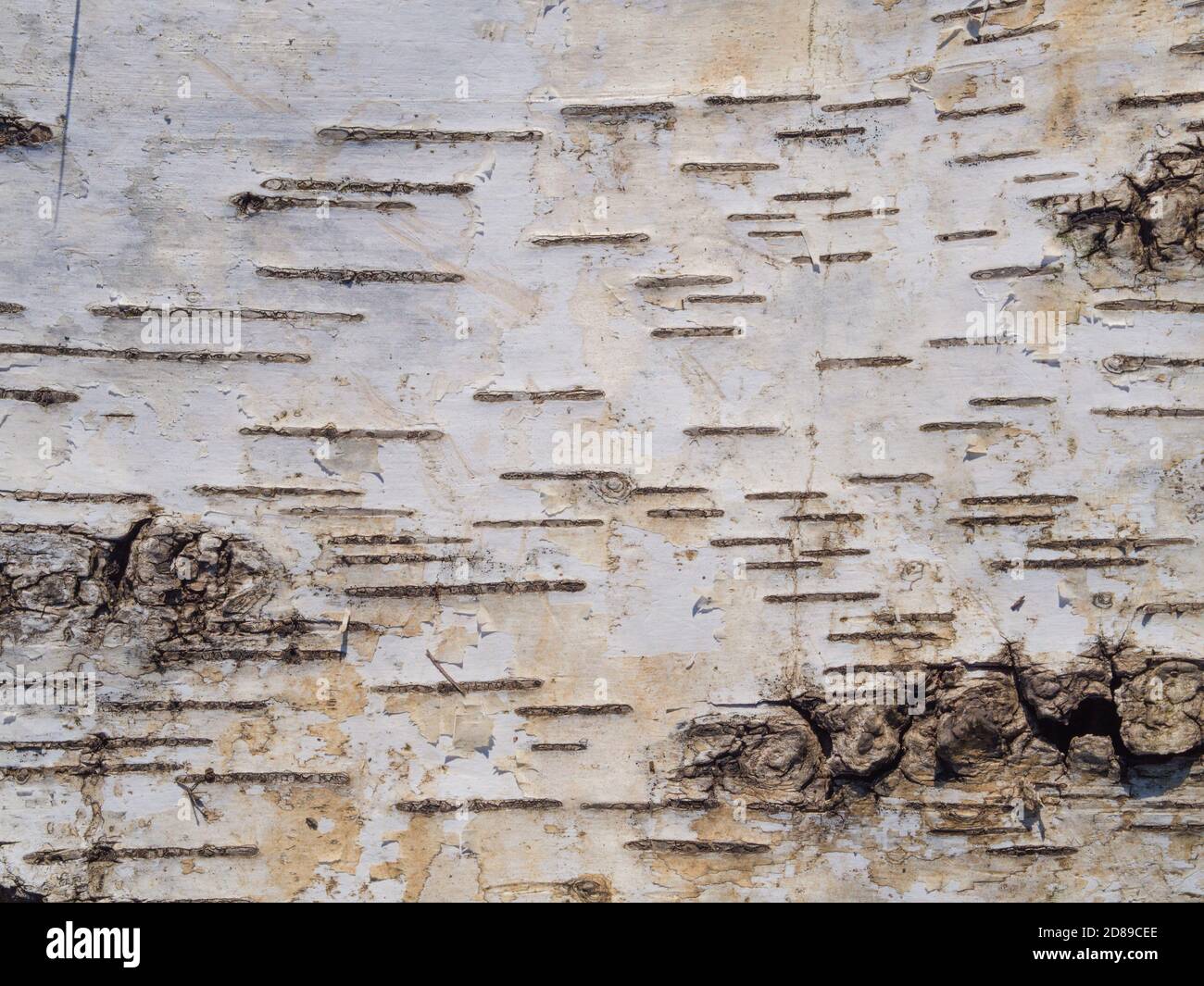 Birch bark background texture Stock Photo - Alamy