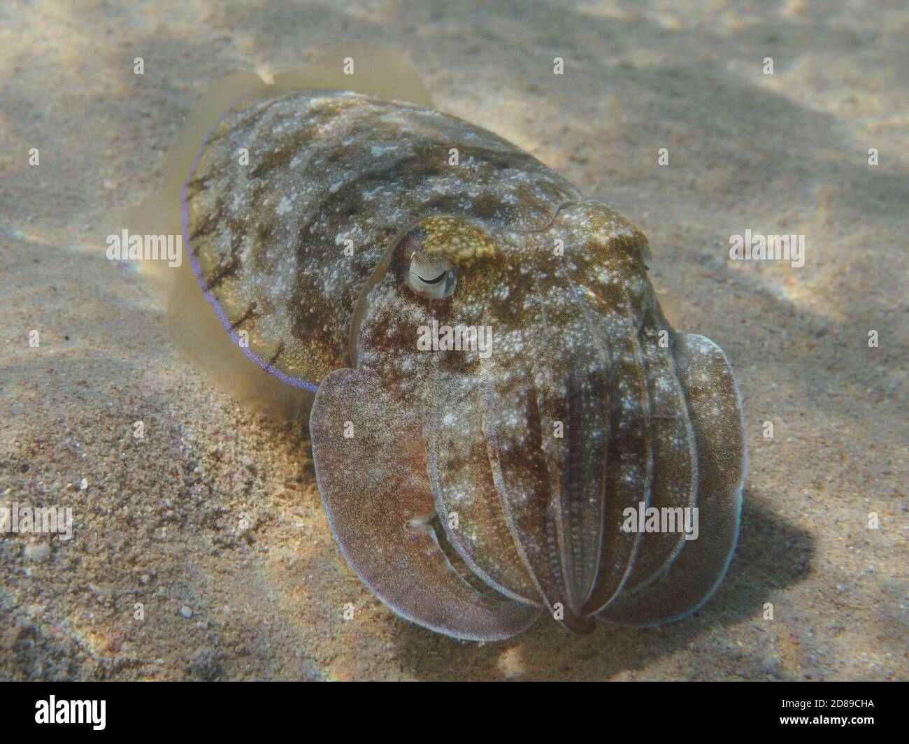Pharaoh cuttlefish (Sepia pharaonis) swims underwater, tropical ocean ...