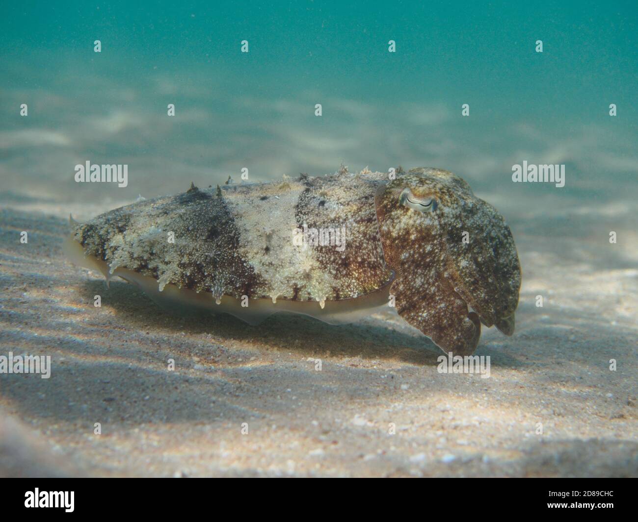 Pharaoh cuttlefish (Sepia pharaonis) underwater, tropical sea animal ...