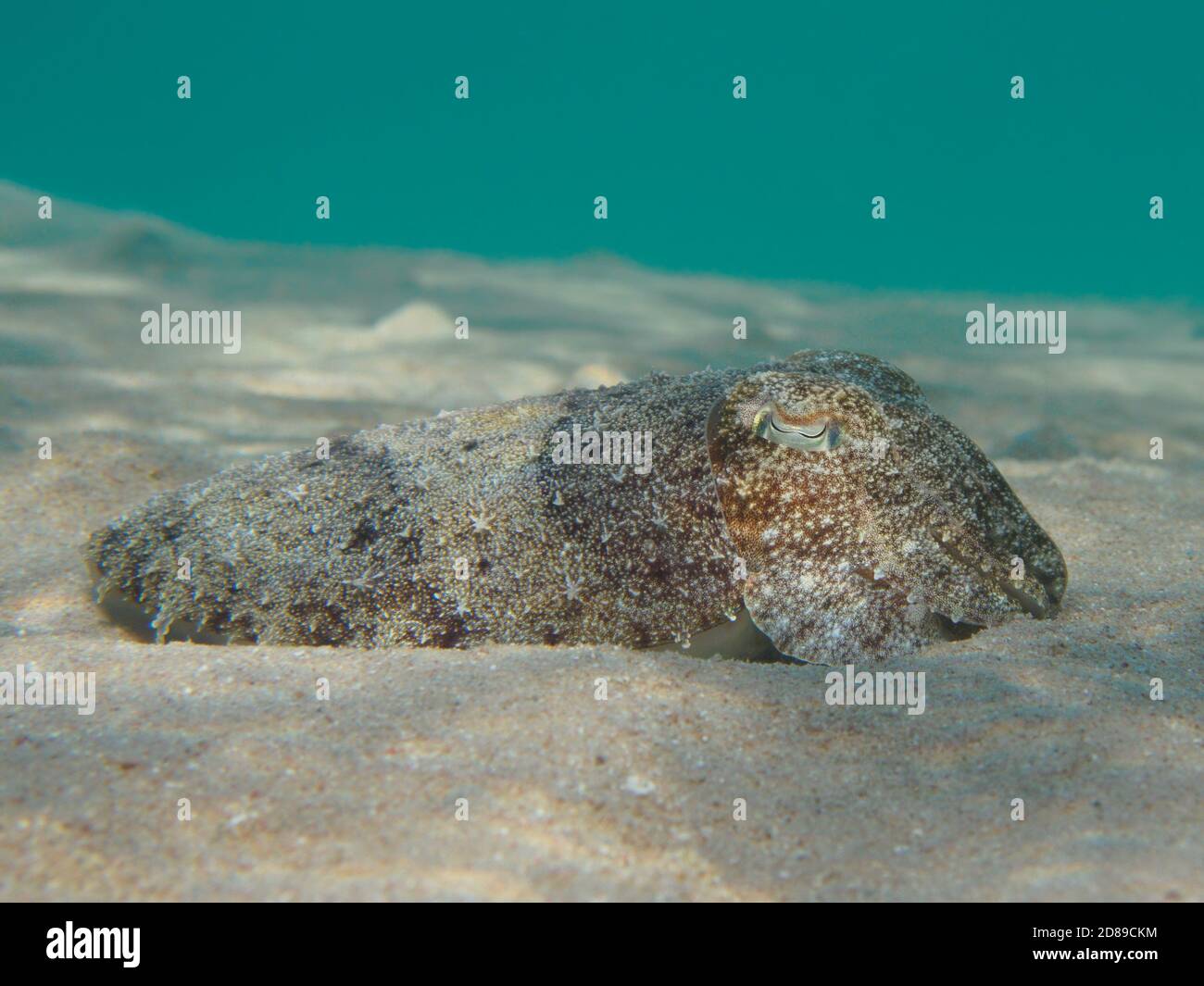 Pharaoh cuttlefish (Sepia pharaonis) at sand sea bottom underwater, Red ...