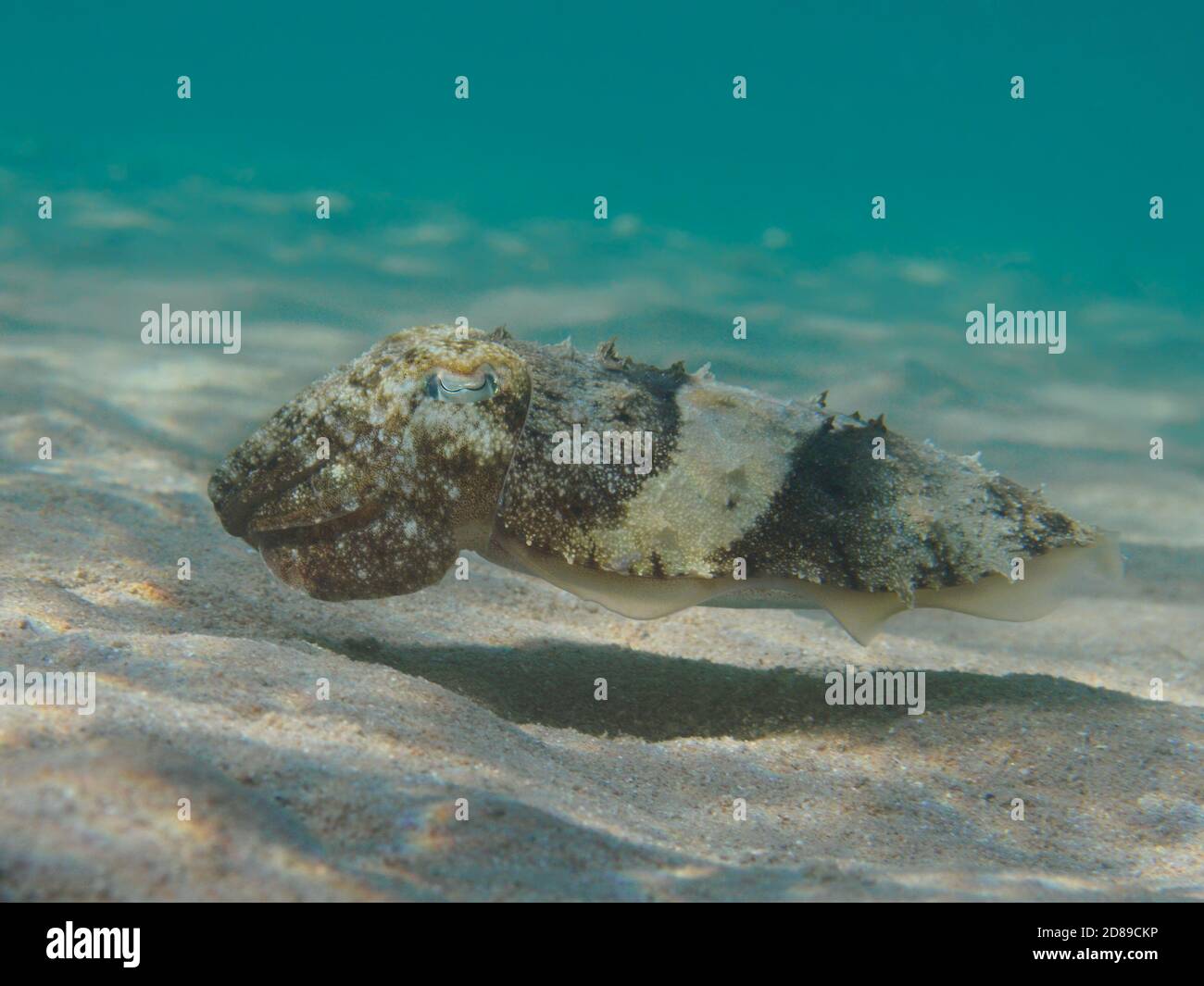 Pharaoh cuttlefish (Sepia pharaonis) swimming over sand sea bottom ...
