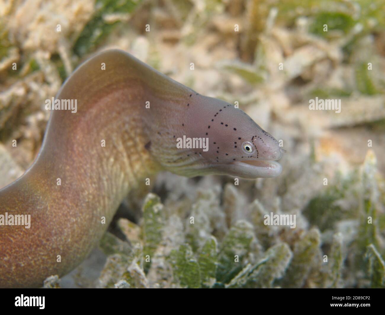 Geometric moray eel fish (Gymnothorax griseus) at the sea grass Stock ...