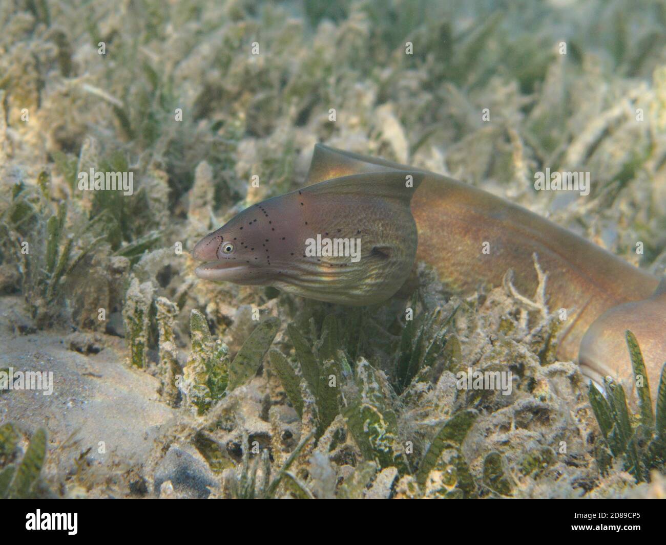 Gray moray eel fish (Gymnothorax griseus) at the red sea underwater ...