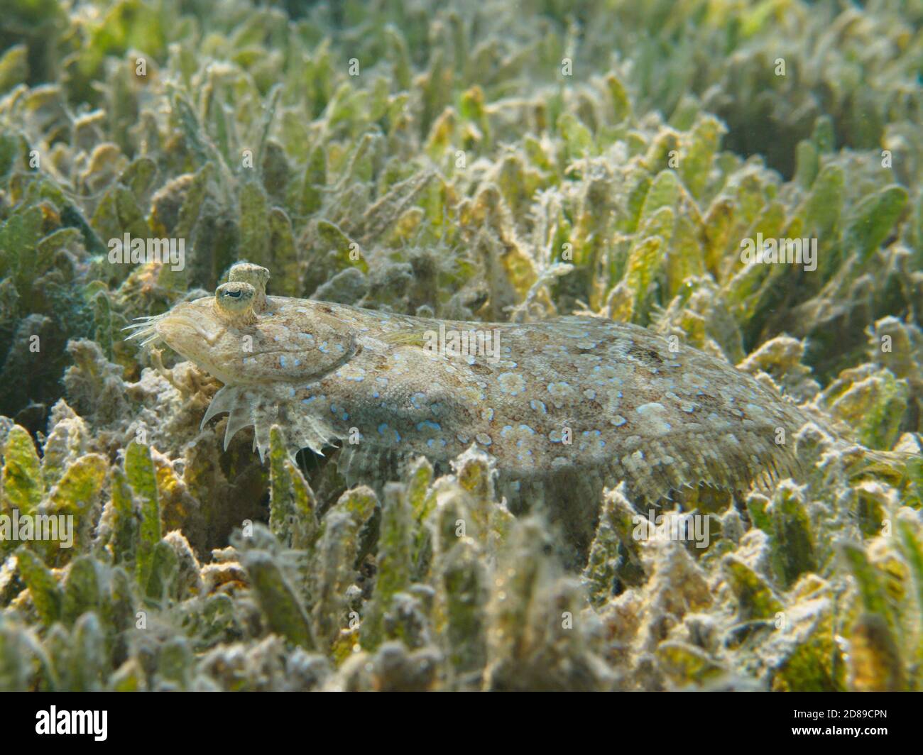 Leopard (panther) flounder (Bothus pantherinus) at the sea bottom ...