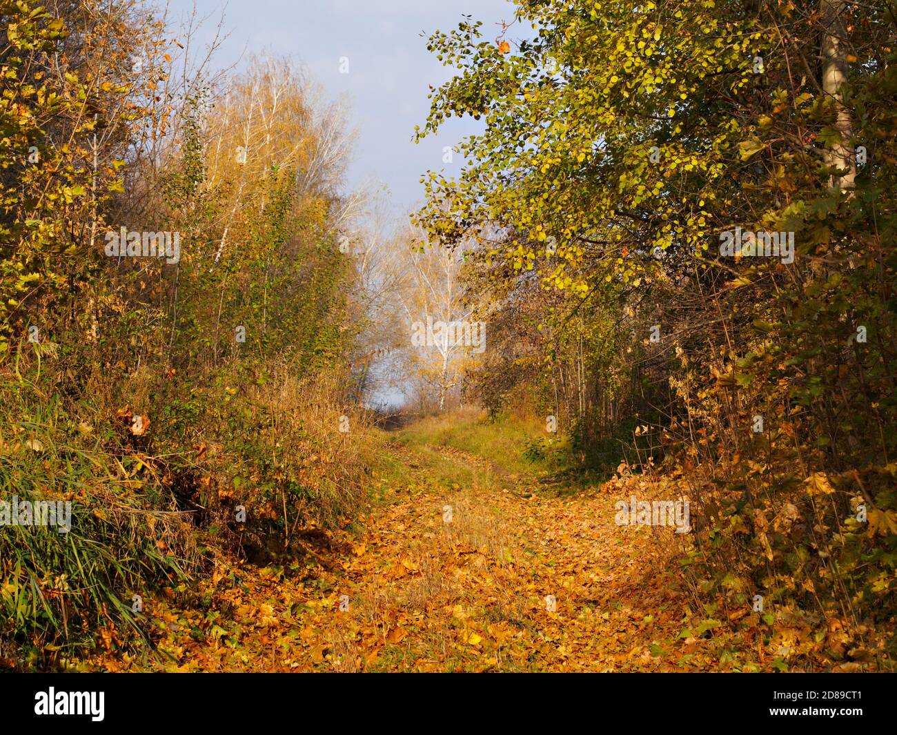 Autumn landscape forest path hi-res stock photography and images - Alamy