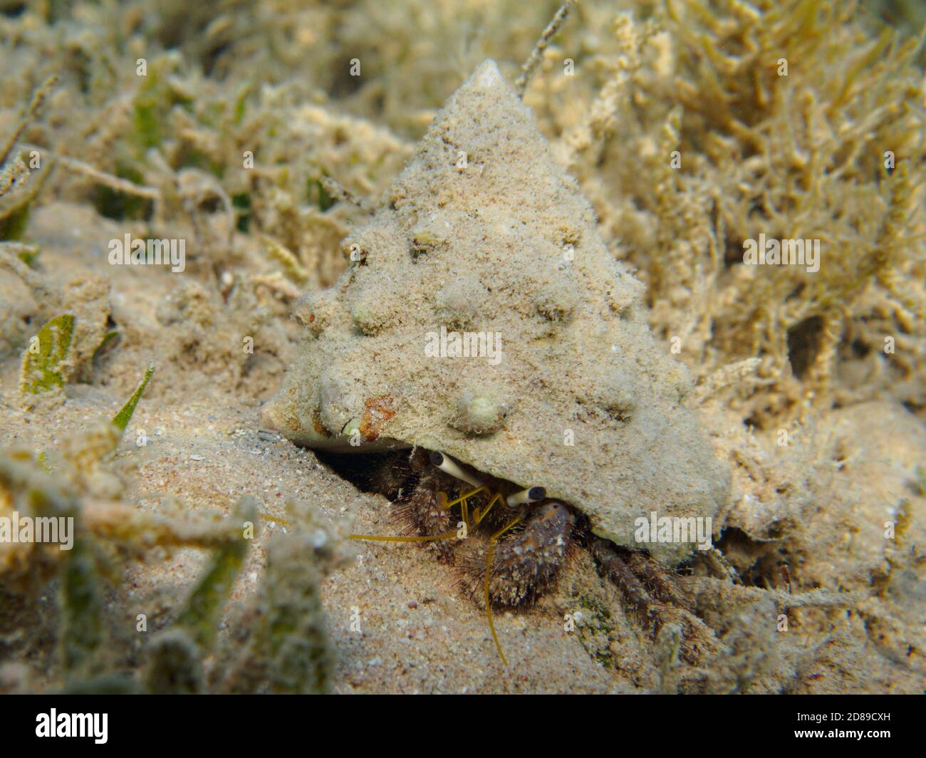 Hairy red hermit crab (Dardanus lagopodes) in the mollusc shell at the ...