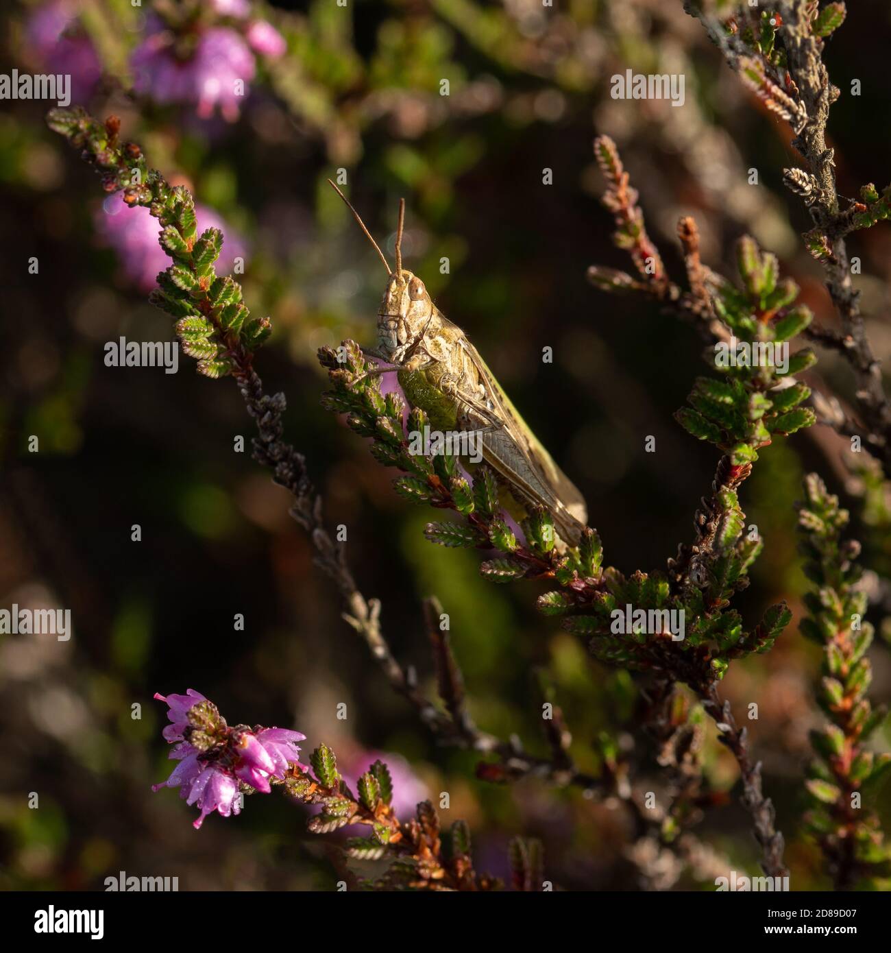 Short winged conehead conocephalus dorsalis hi-res stock photography ...