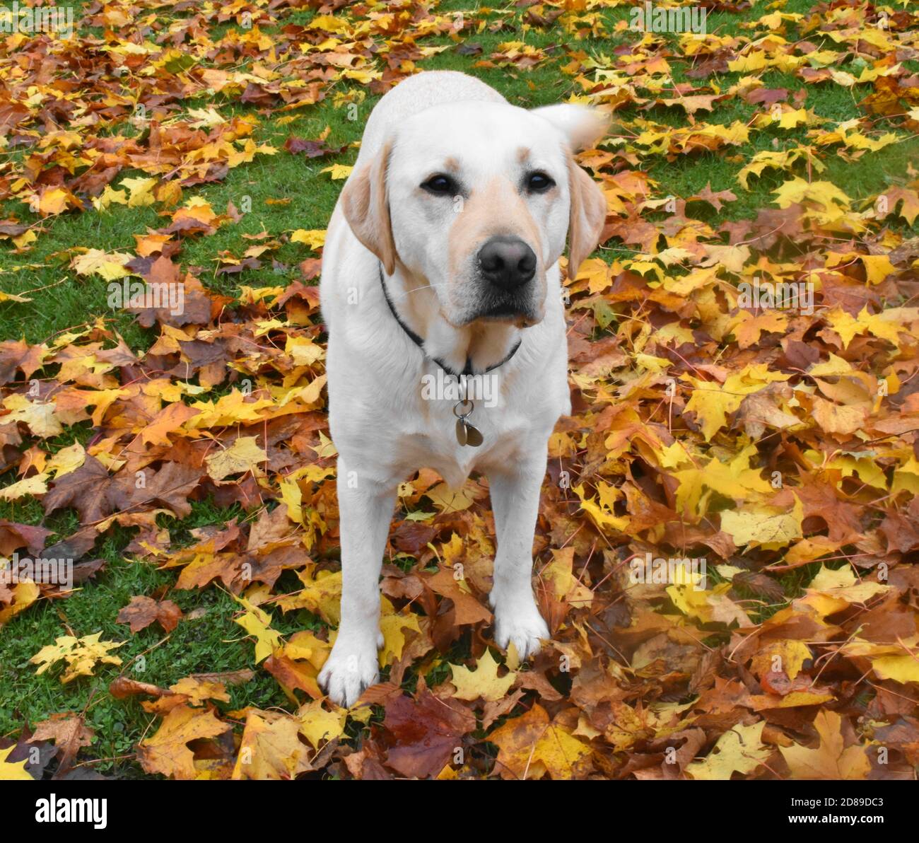 Golden retriever in autumn leaves hi-res stock photography and images ...