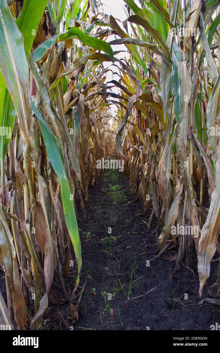 Maize field, view between two rows of tall plants Stock Photo - Alamy
