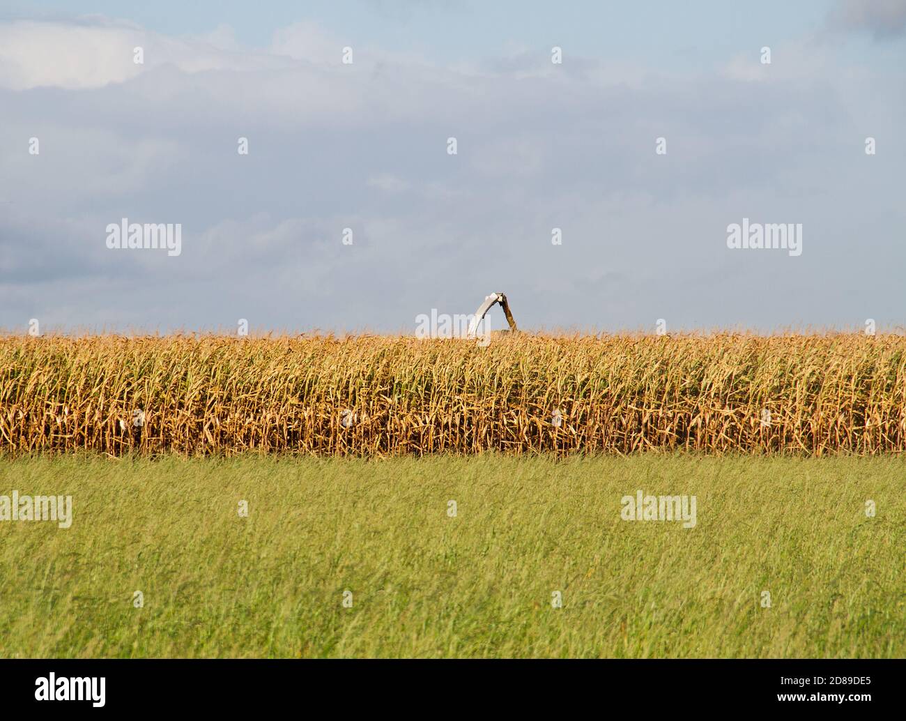 Ripe Maize crop being harvested, maize harvester behind the crop under ...