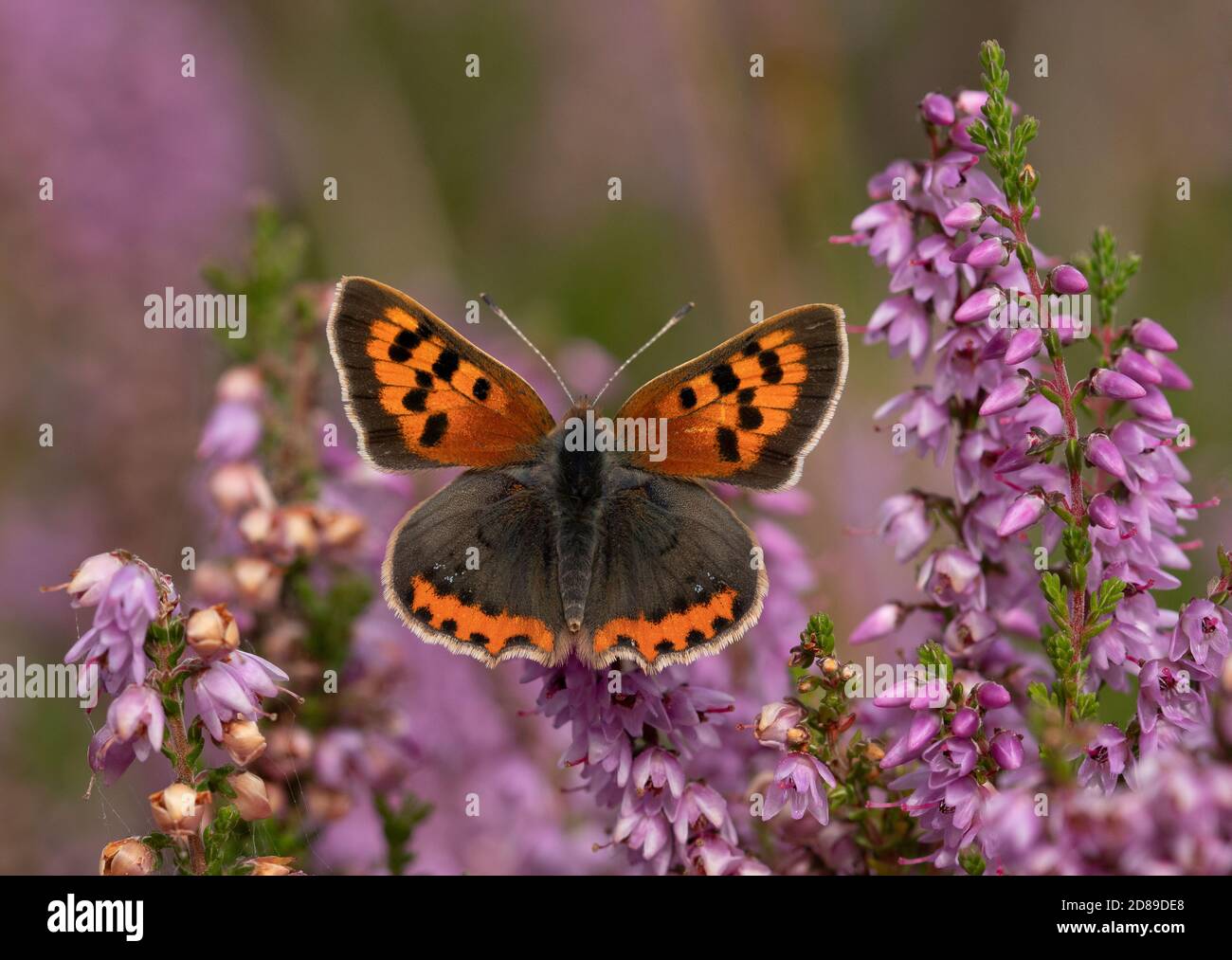 Small Copper Butterfly Stock Photo - Alamy