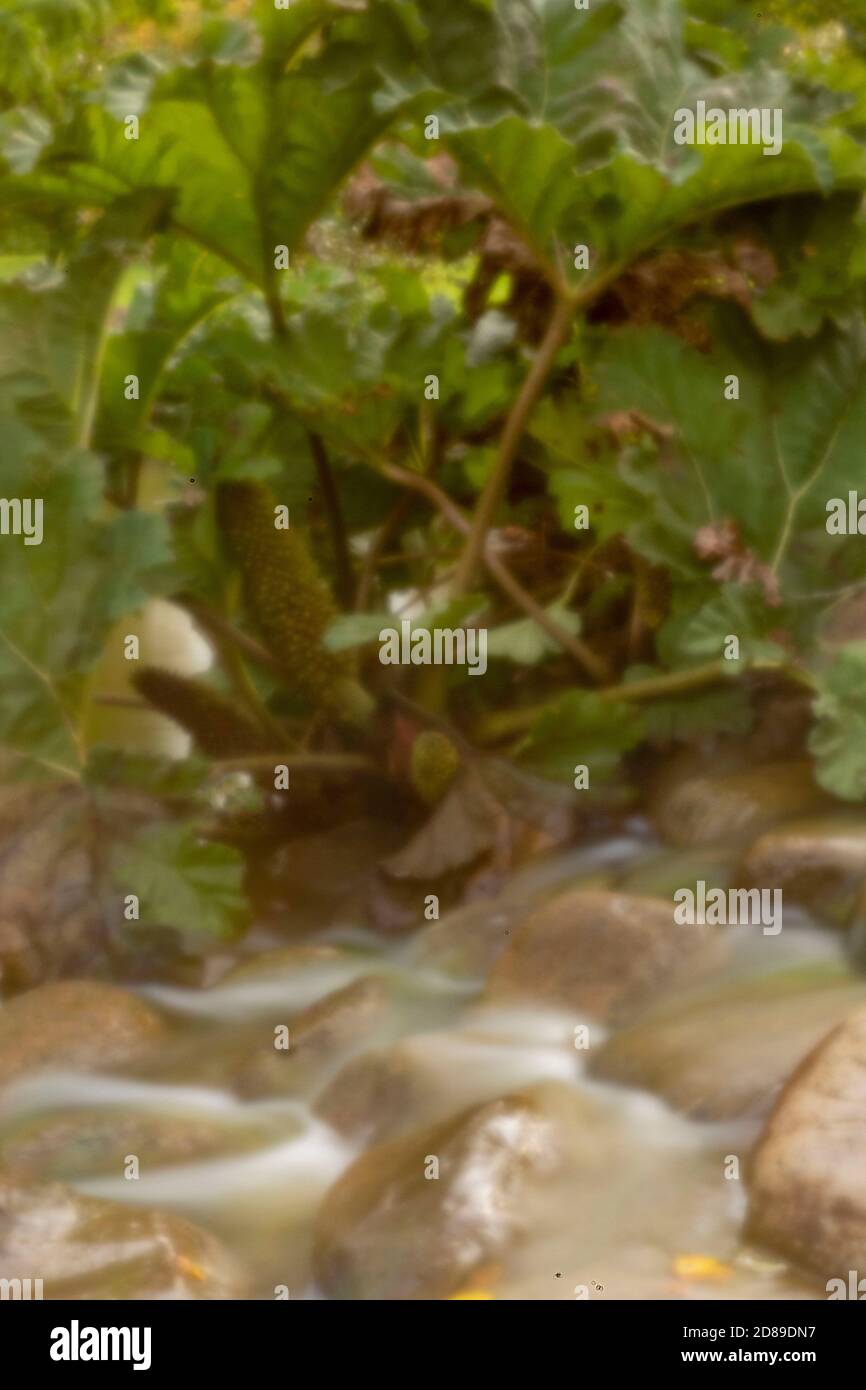 Intimate natural landscapes through a Pinhole lens, moving water and ...