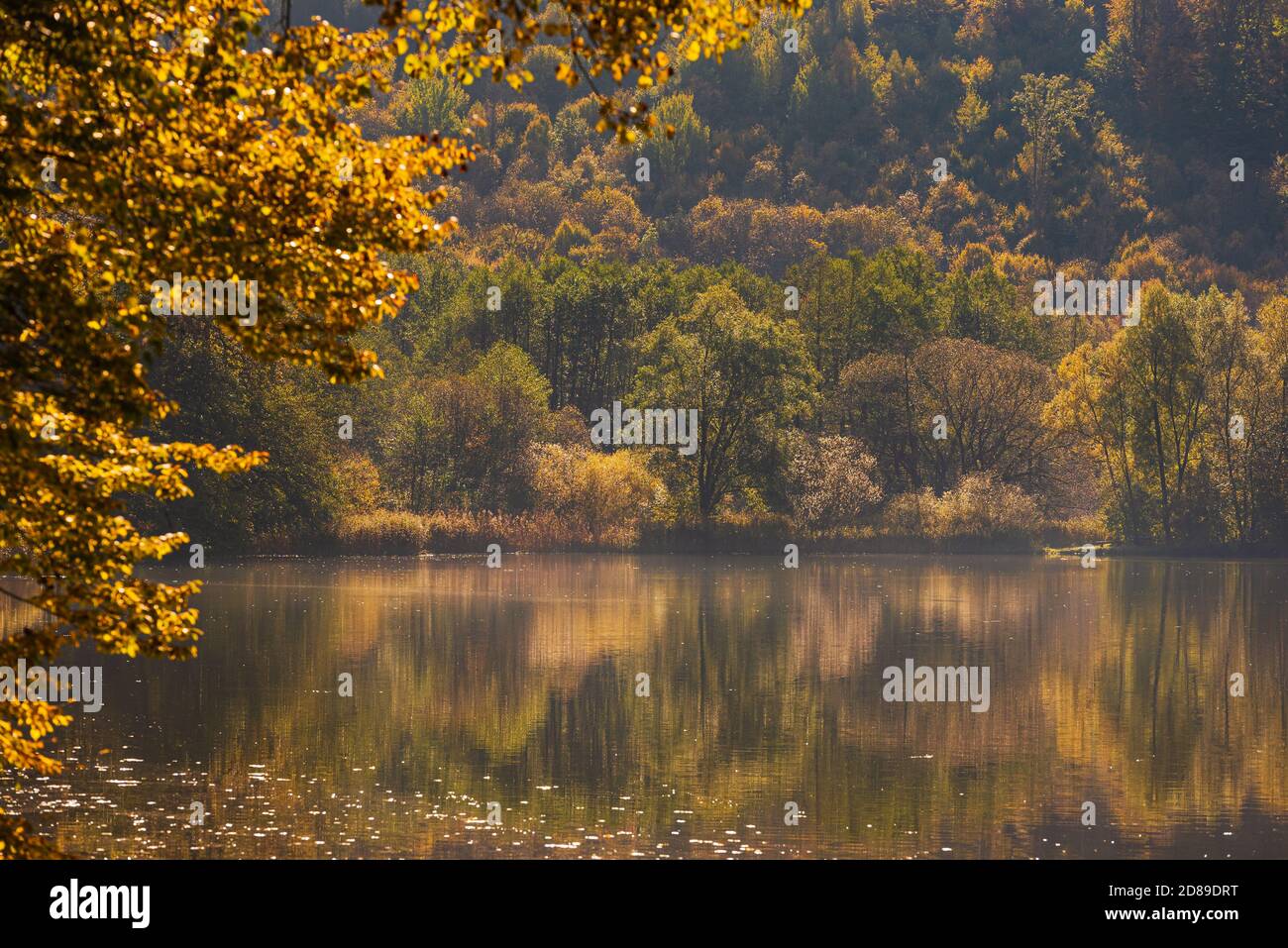 Lake fog landscape with Autumn foliage and tree reflections in Styria ...