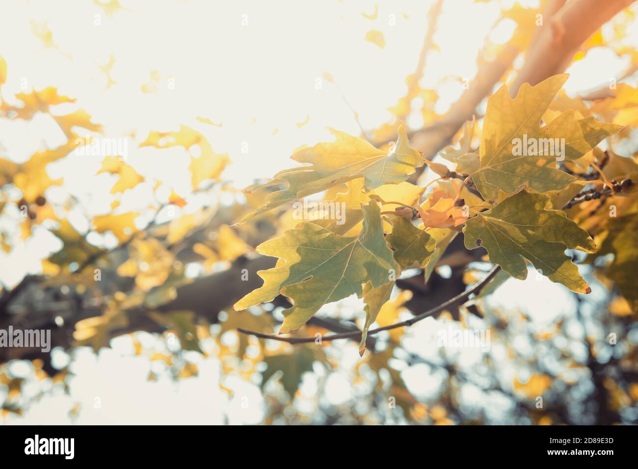 Autumn background with plane tree leaves and fruits hi-res stock ...