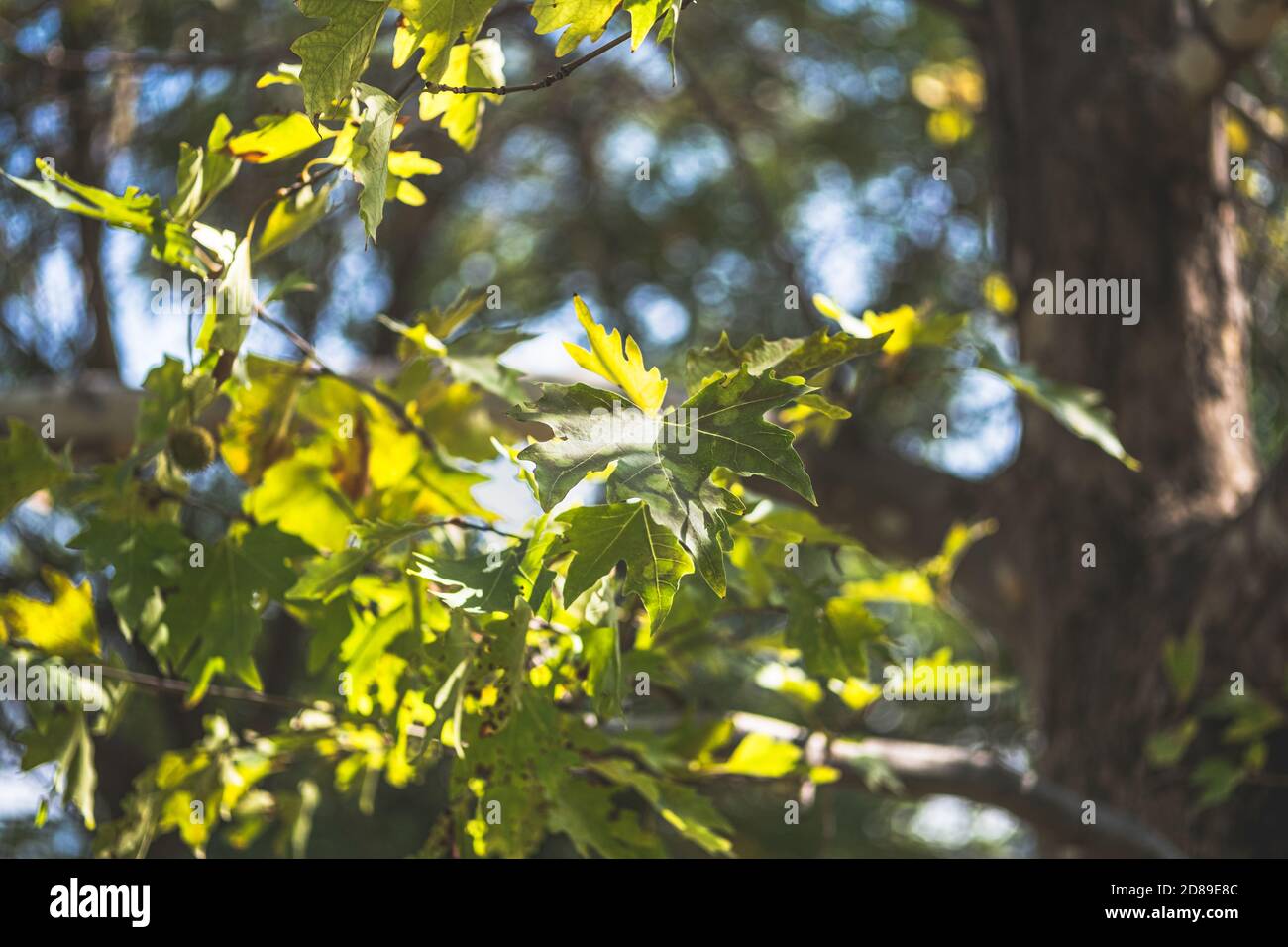 Green plane tree leaves on tree branches with sunlight. Platanus ...
