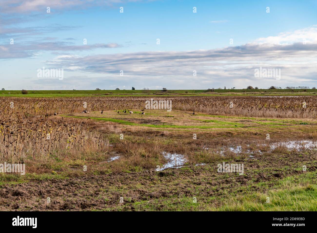 Frampton marsh nature reserve hi-res stock photography and images - Alamy