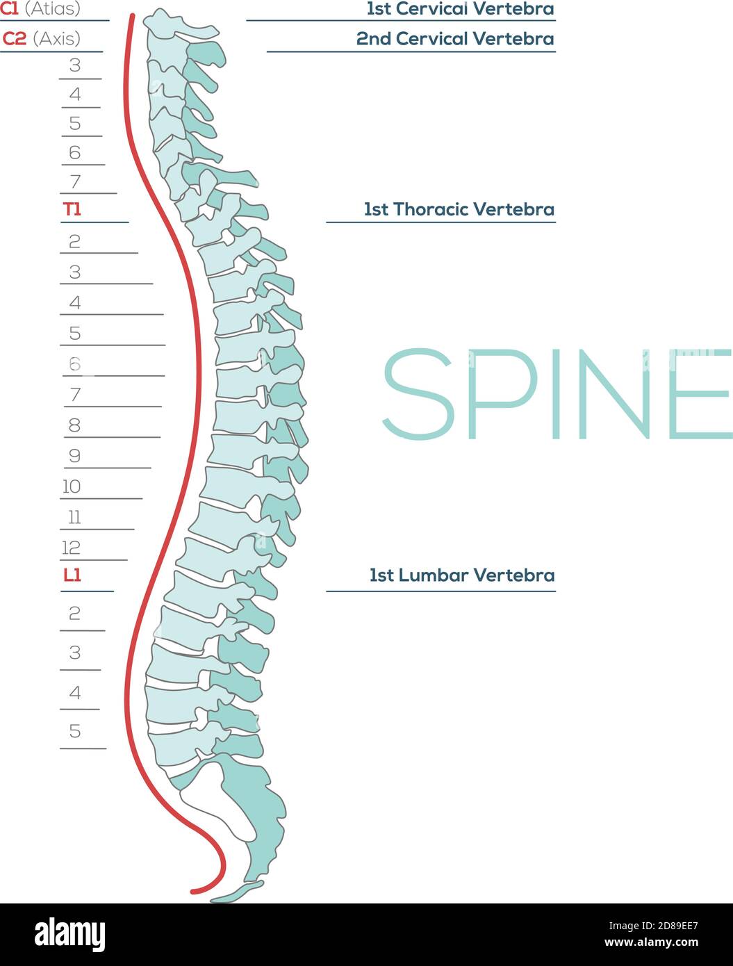 Vector Medical illustration of the Spine, diagram of the human spinal ...