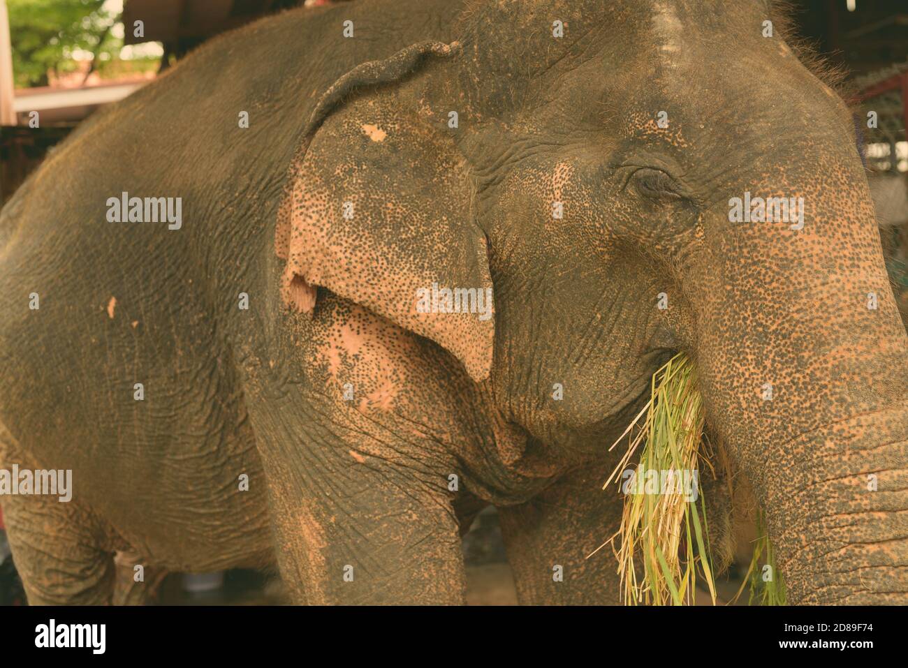 Green grass elephant hi-res stock photography and images - Alamy