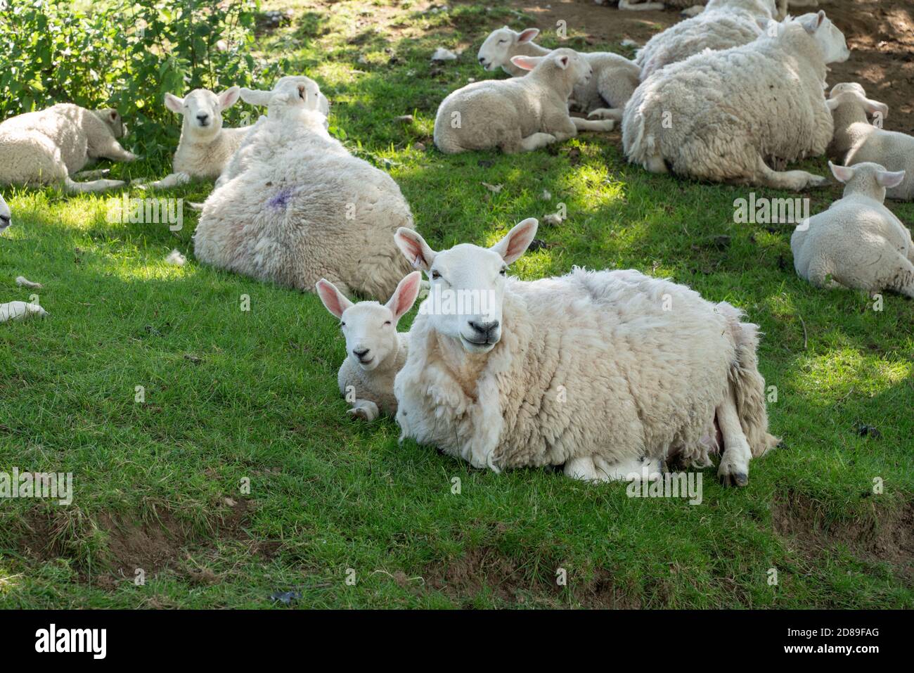 Sheep relaxing with new born lambs at Derwentwater Stock Photo - Alamy