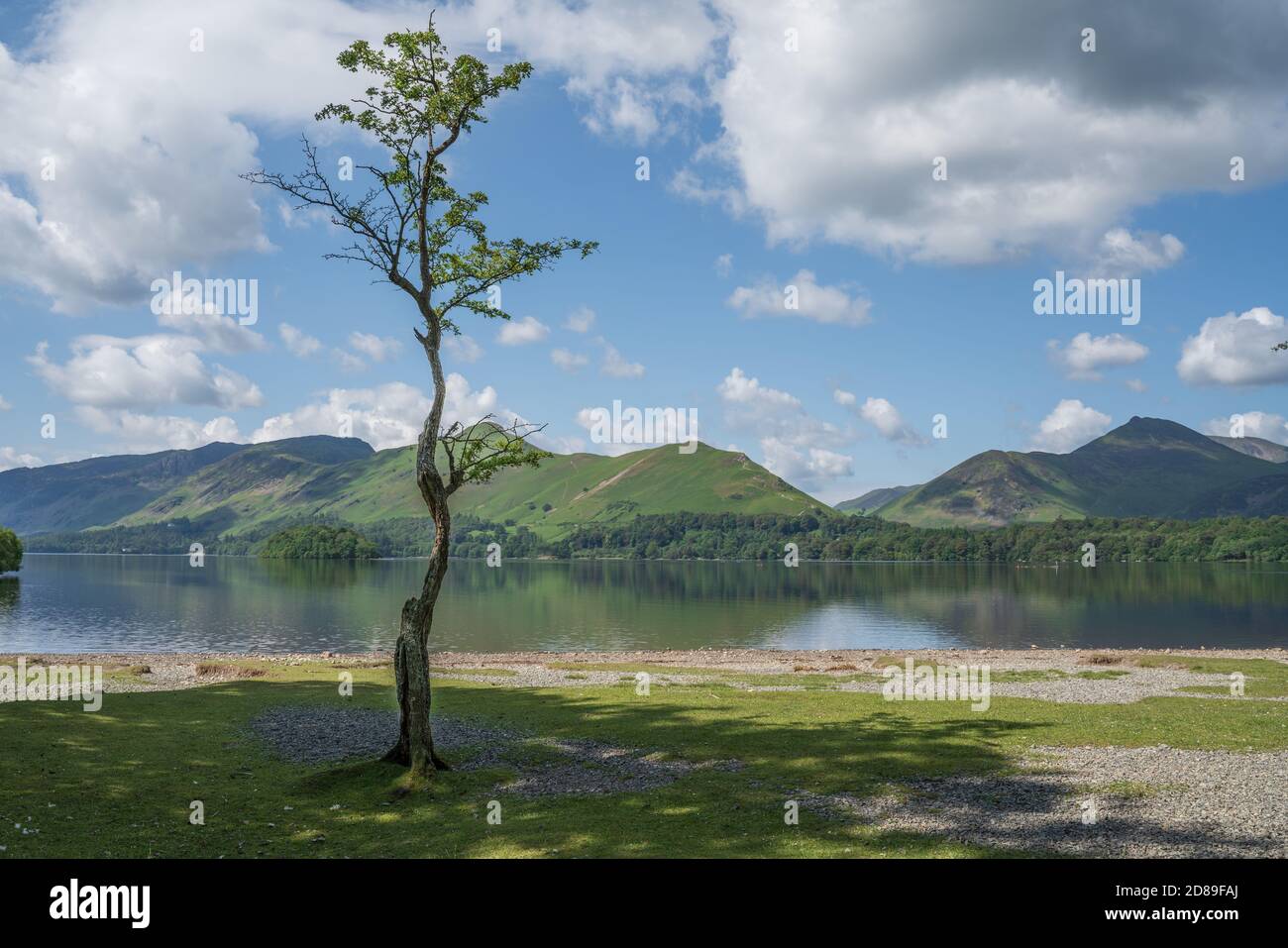 Solo Tree at Derwentwater Stock Photo - Alamy