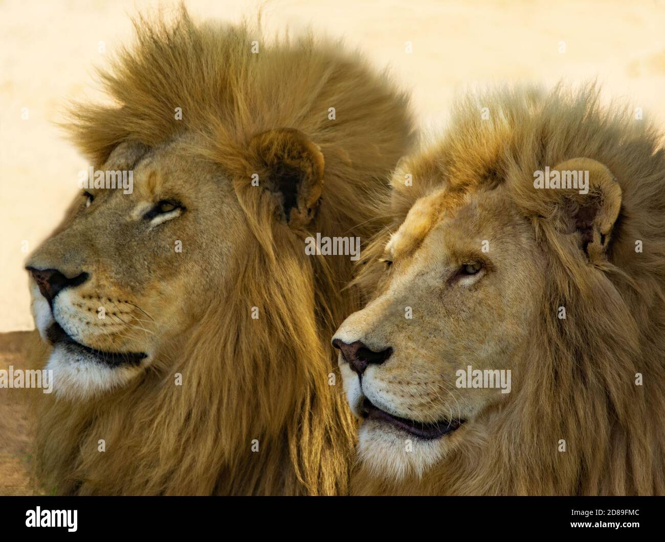 Portrait of two lions side by side, South Africa Stock Photo - Alamy