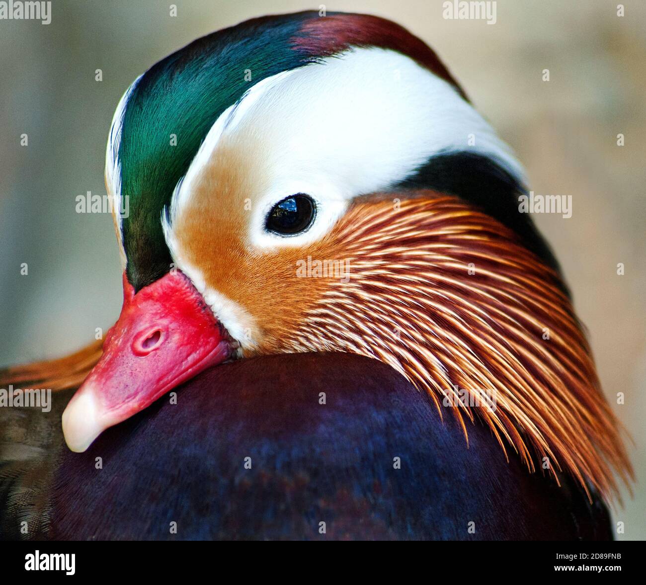 Close up duck male head hi-res stock photography and images - Alamy