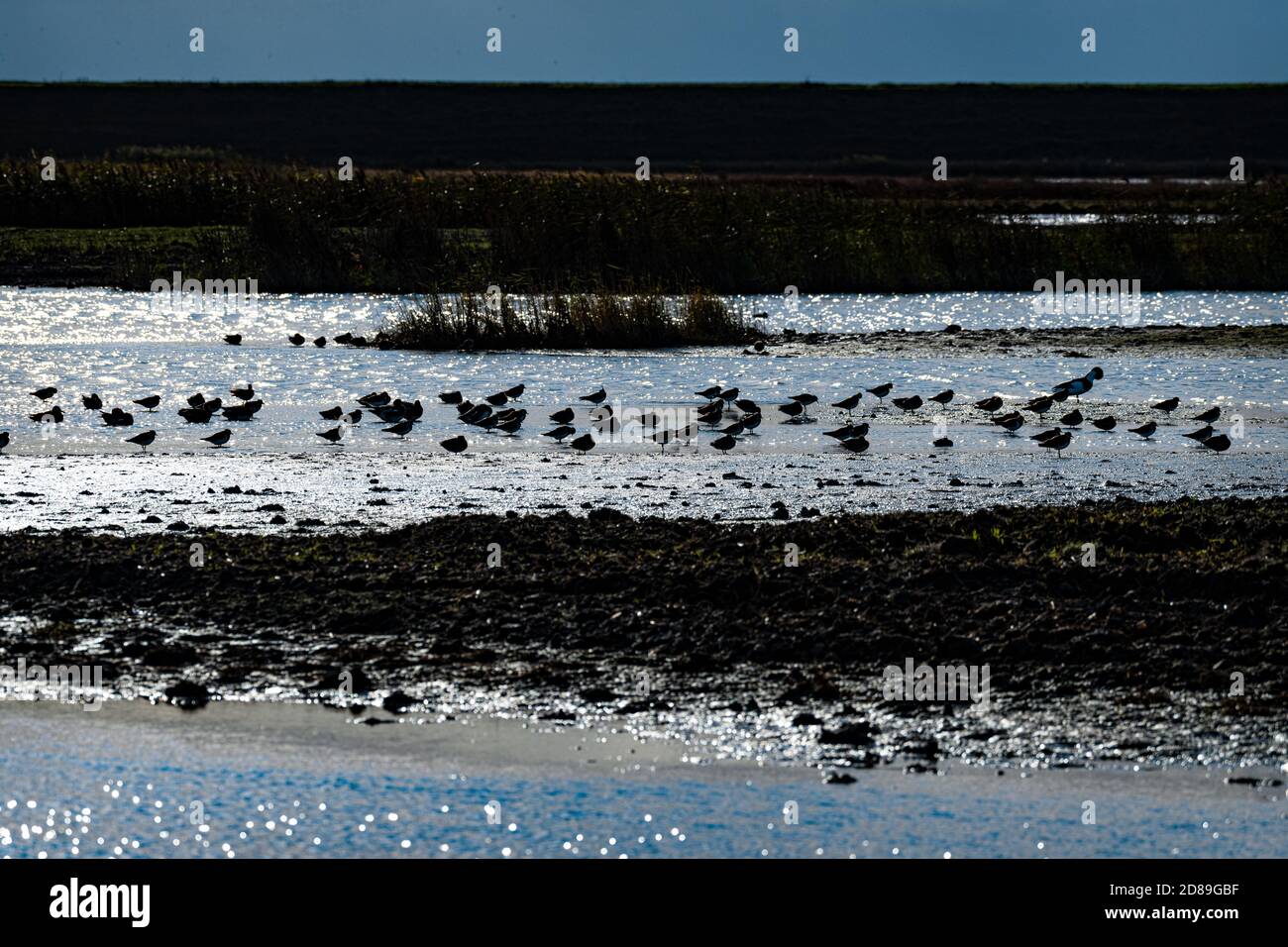 silhouette of Waders resting between feeding Stock Photo - Alamy