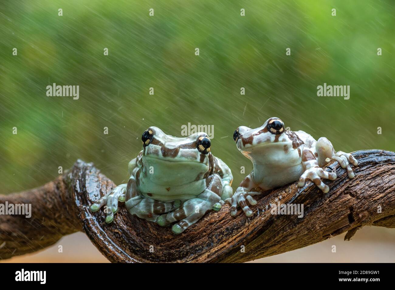 Two Amazon milk frogs on a branch in the rain, Indonesia Stock Photo ...