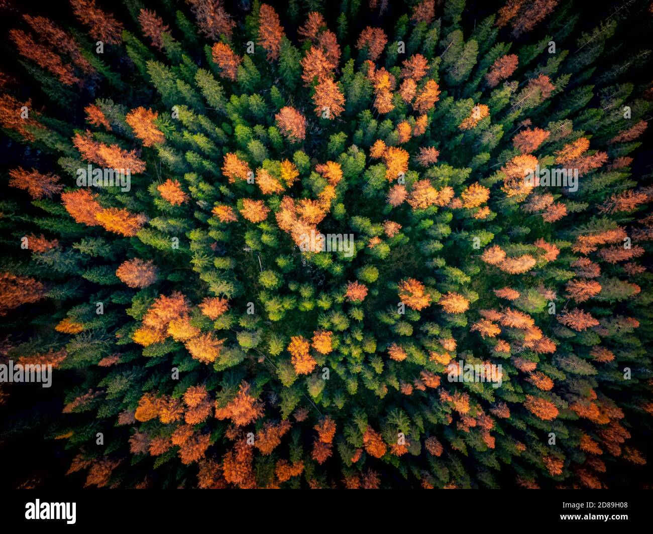 View of treetops hi-res stock photography and images - Alamy
