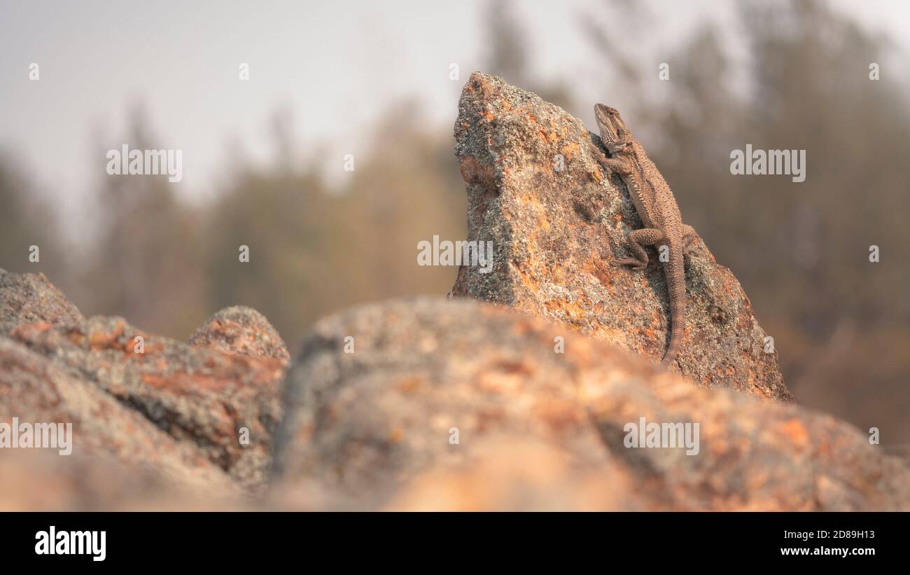 Bearded dragon basking on rock hi-res stock photography and images - Alamy
