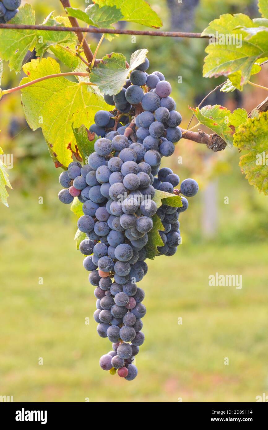 Vineyard Ready to Produce Wine Stock Photo - Alamy