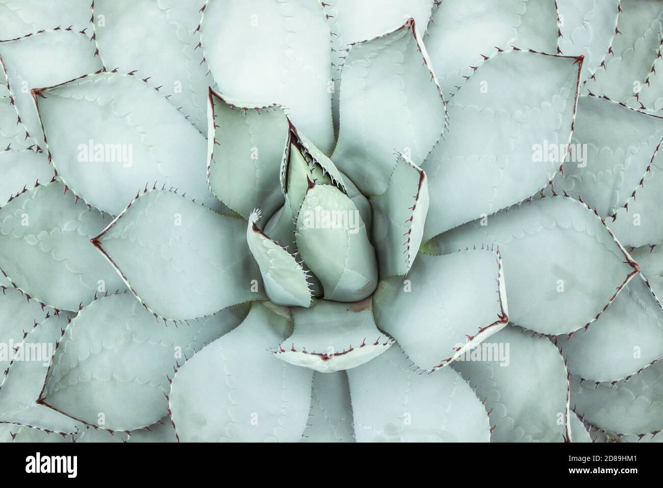 Big leaves succulent hi-res stock photography and images - Alamy
