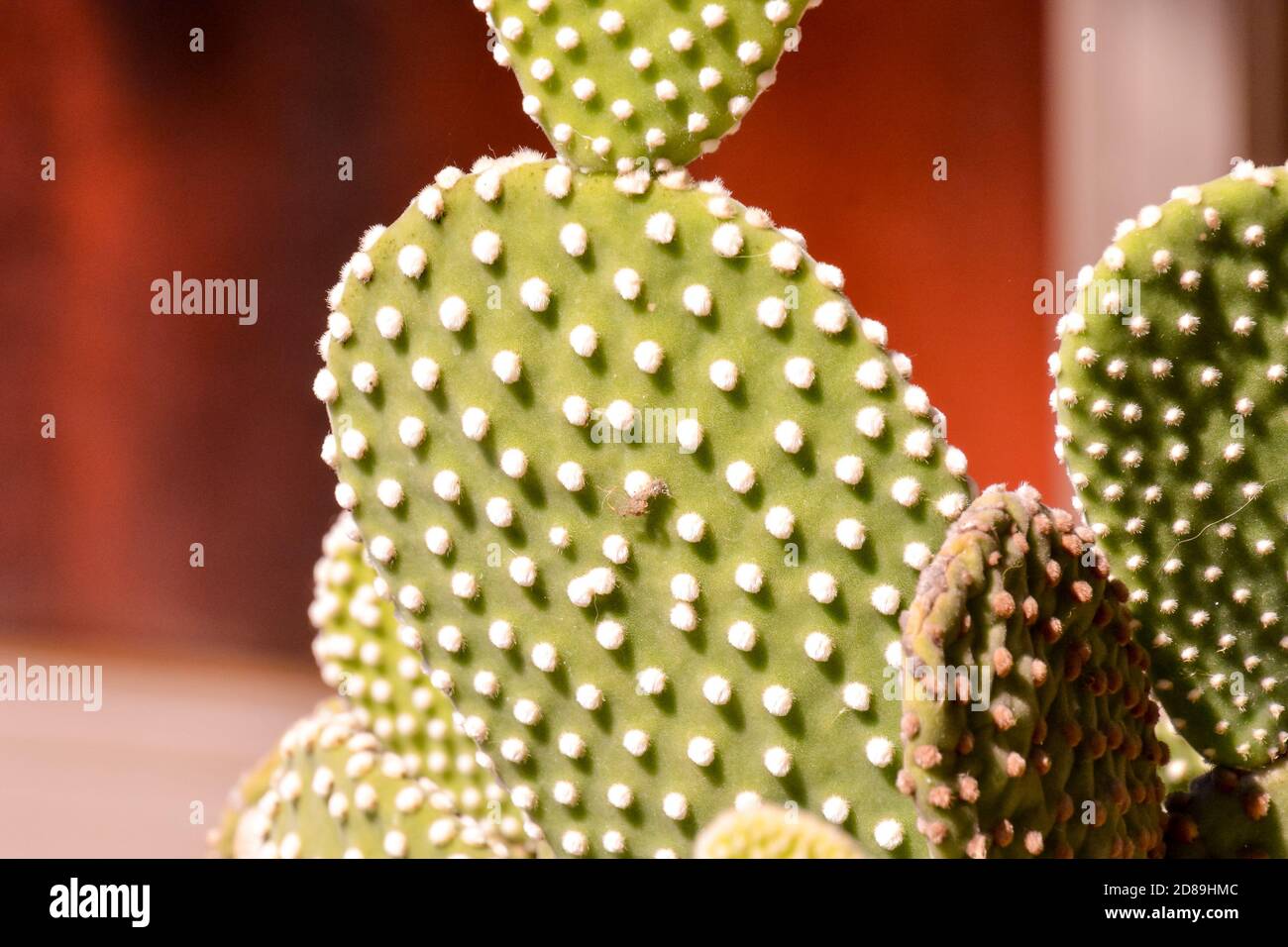 Cactus Texture Background Stock Photo - Alamy