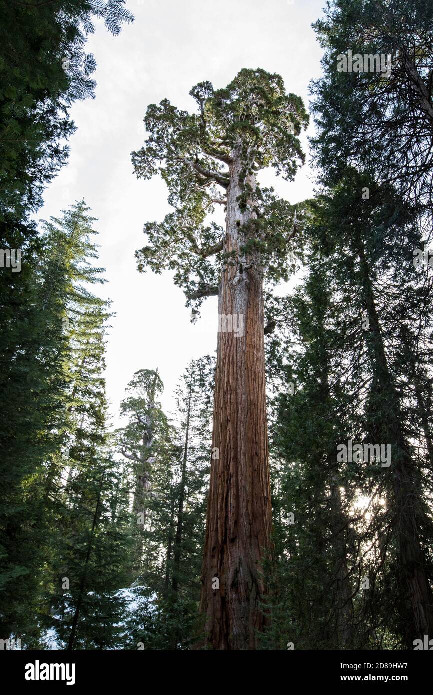 Redwood tree, Sequoia National Park, California, USA Stock Photo - Alamy
