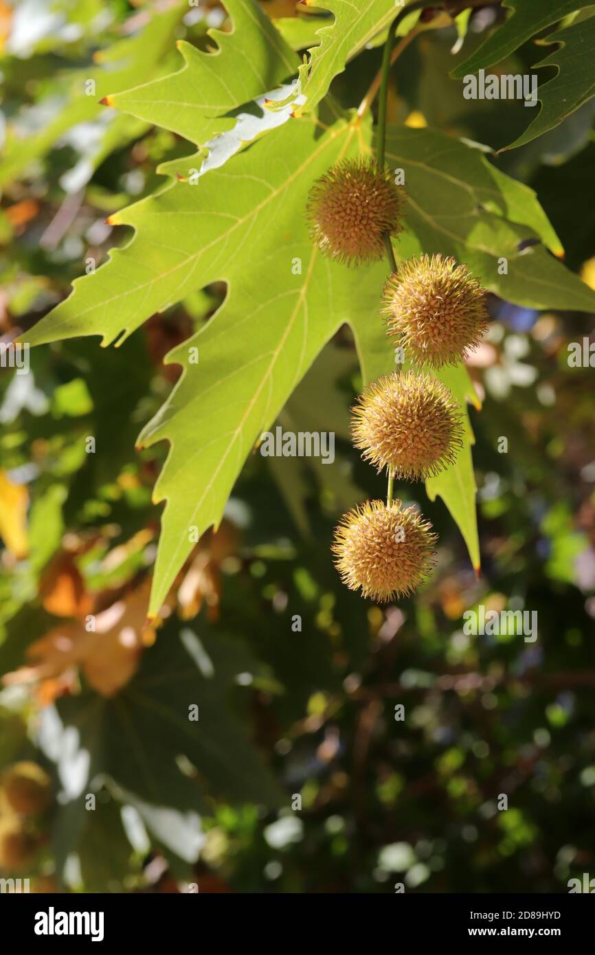 The seeds of the plane tree Stock Photo - Alamy