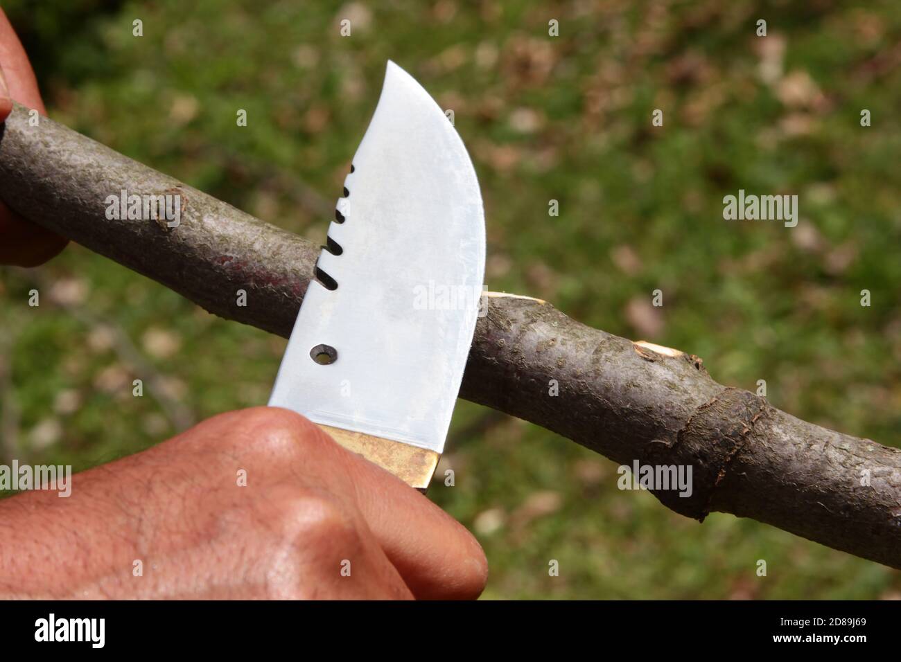 Close-up hand cutting tree branch outdoors Stock Photo - Alamy