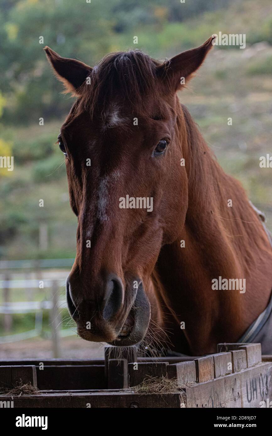 Semi profile hi-res stock photography and images - Alamy