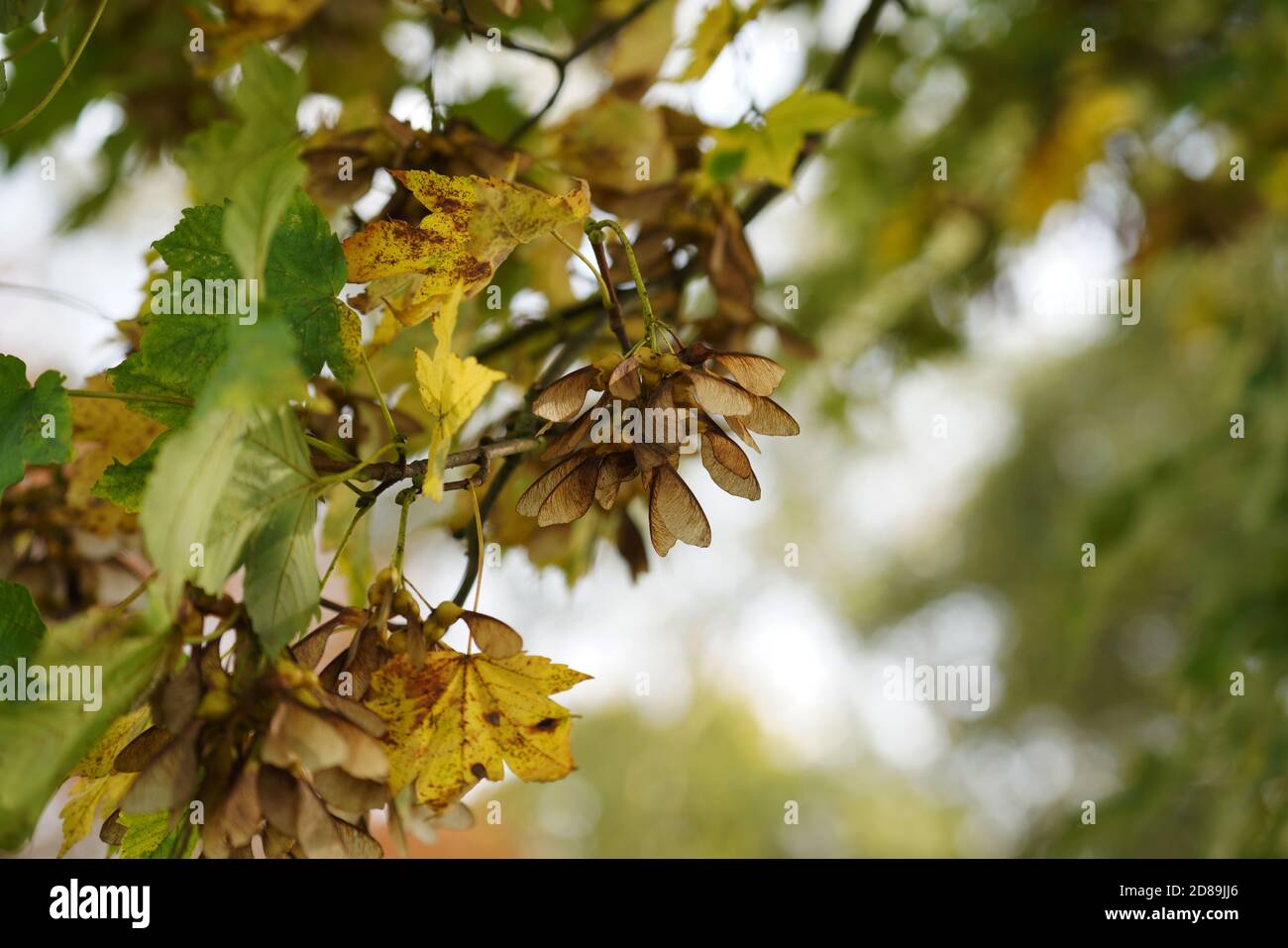 Dried plat hi-res stock photography and images - Alamy