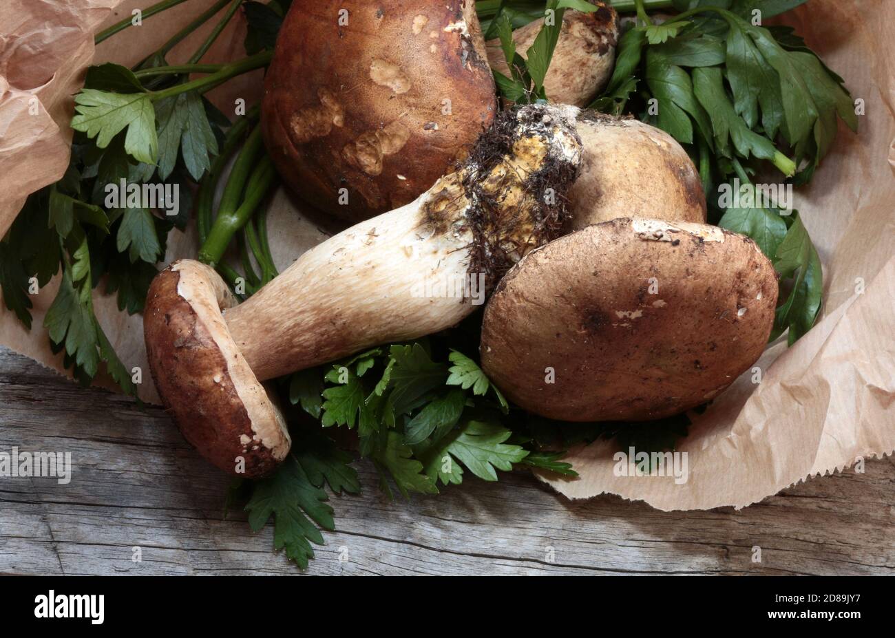 Fresh porcini mushrooms Stock Photo - Alamy