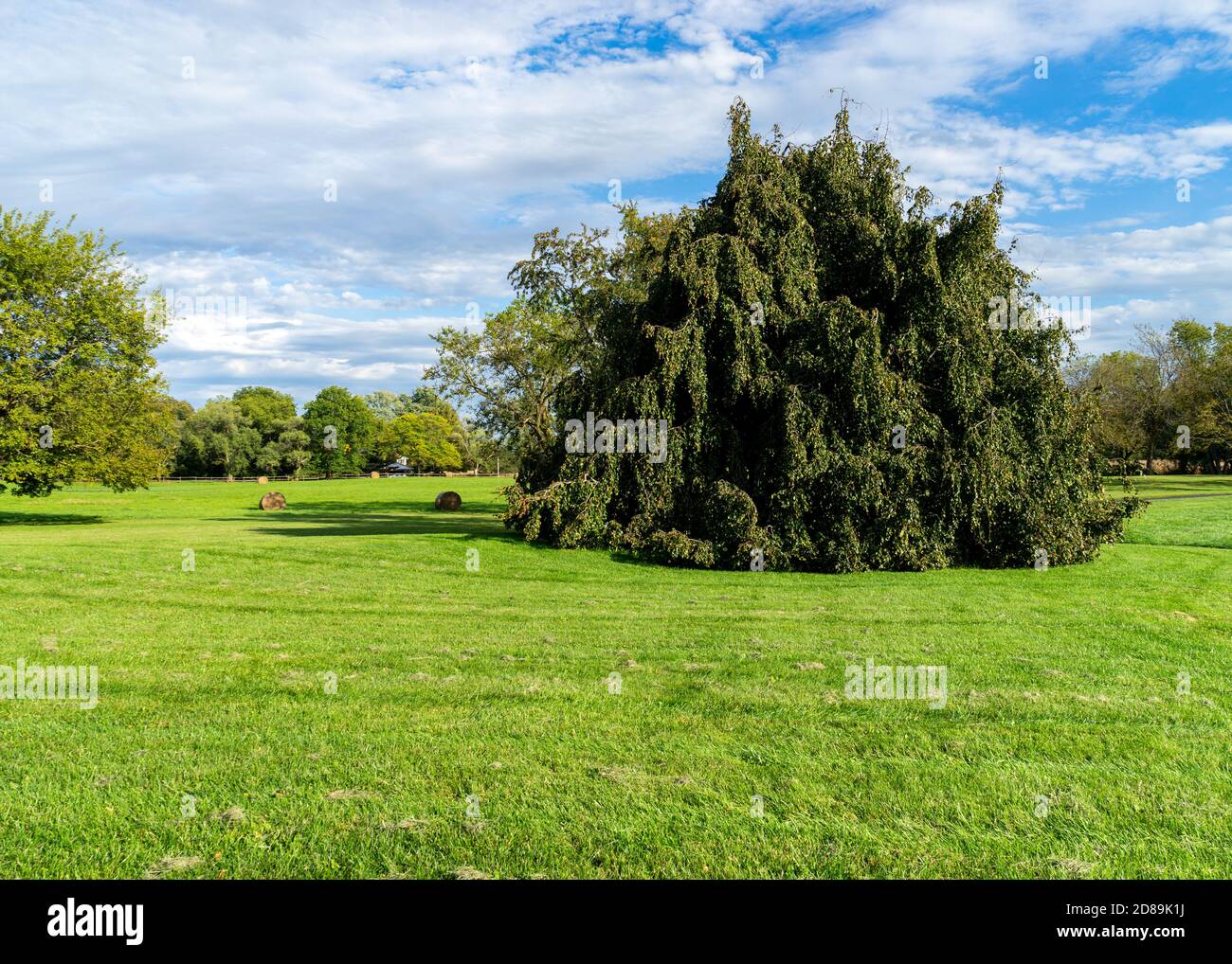 large grass area in a park on a sunny dy Stock Photo - Alamy
