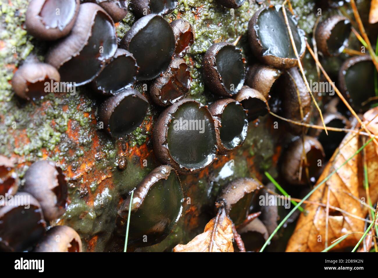 Black bulgar fungi hi-res stock photography and images - Alamy