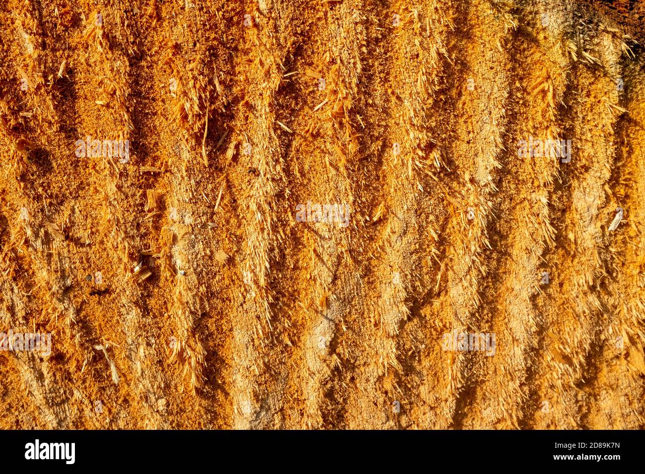 Background rough unpolished rough texture of saw cut wood closeup Stock ...