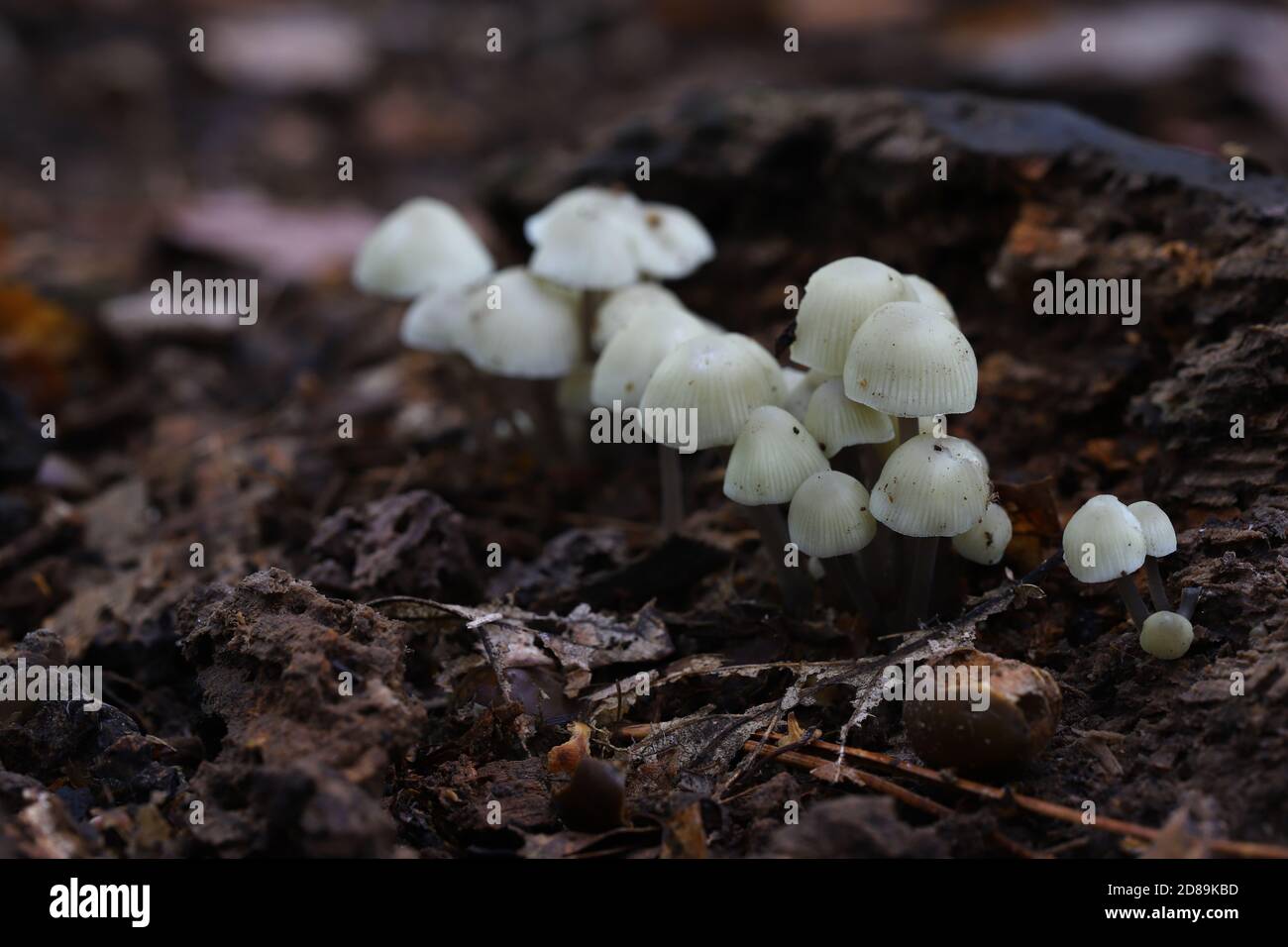Angels Bonnet High Resolution Stock Photography and Images - Alamy