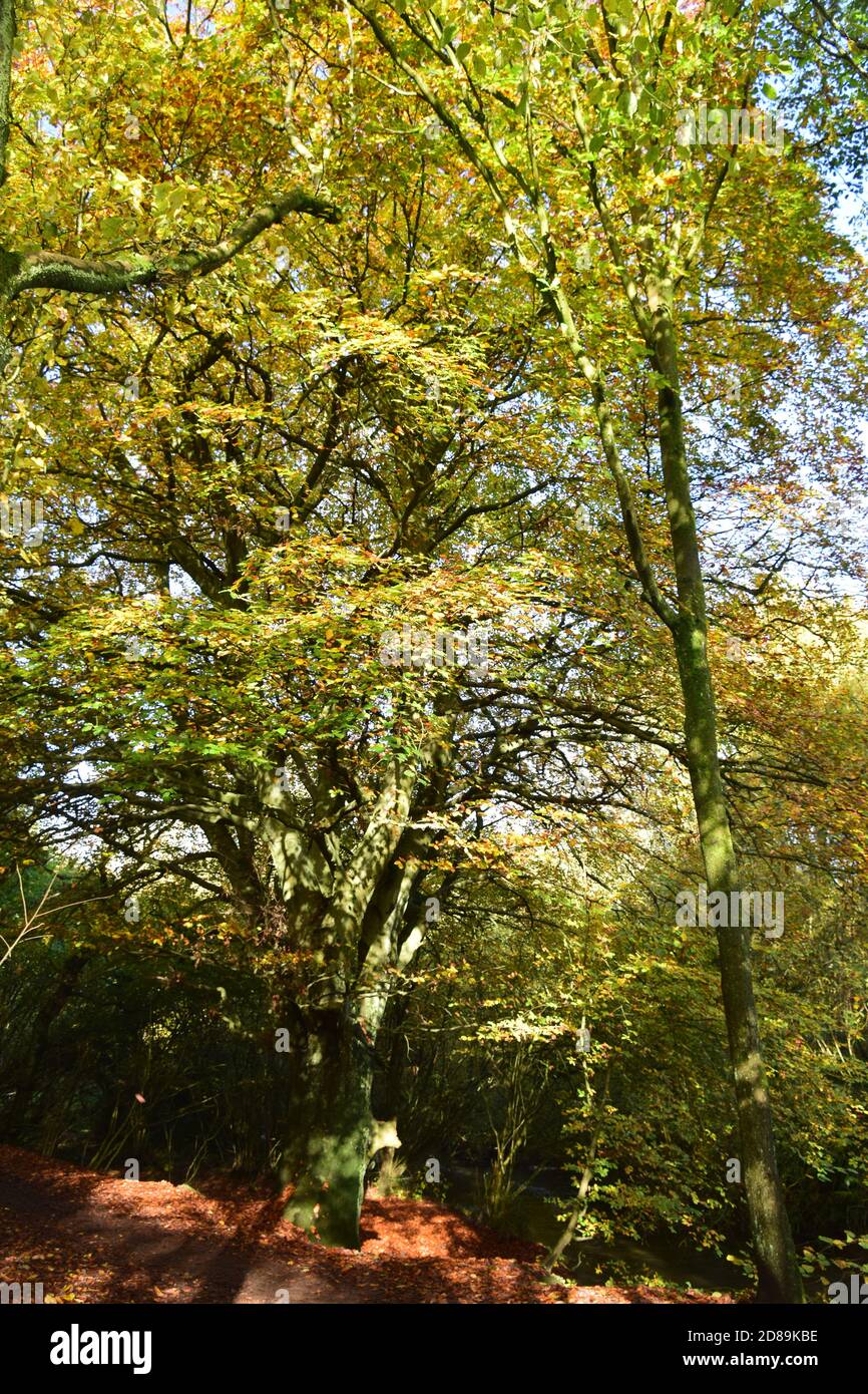 Mature oak woodland hi-res stock photography and images - Alamy