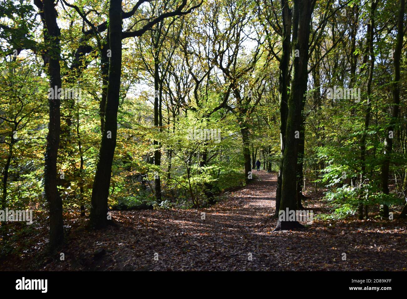 Mature oak woodland hi-res stock photography and images - Alamy