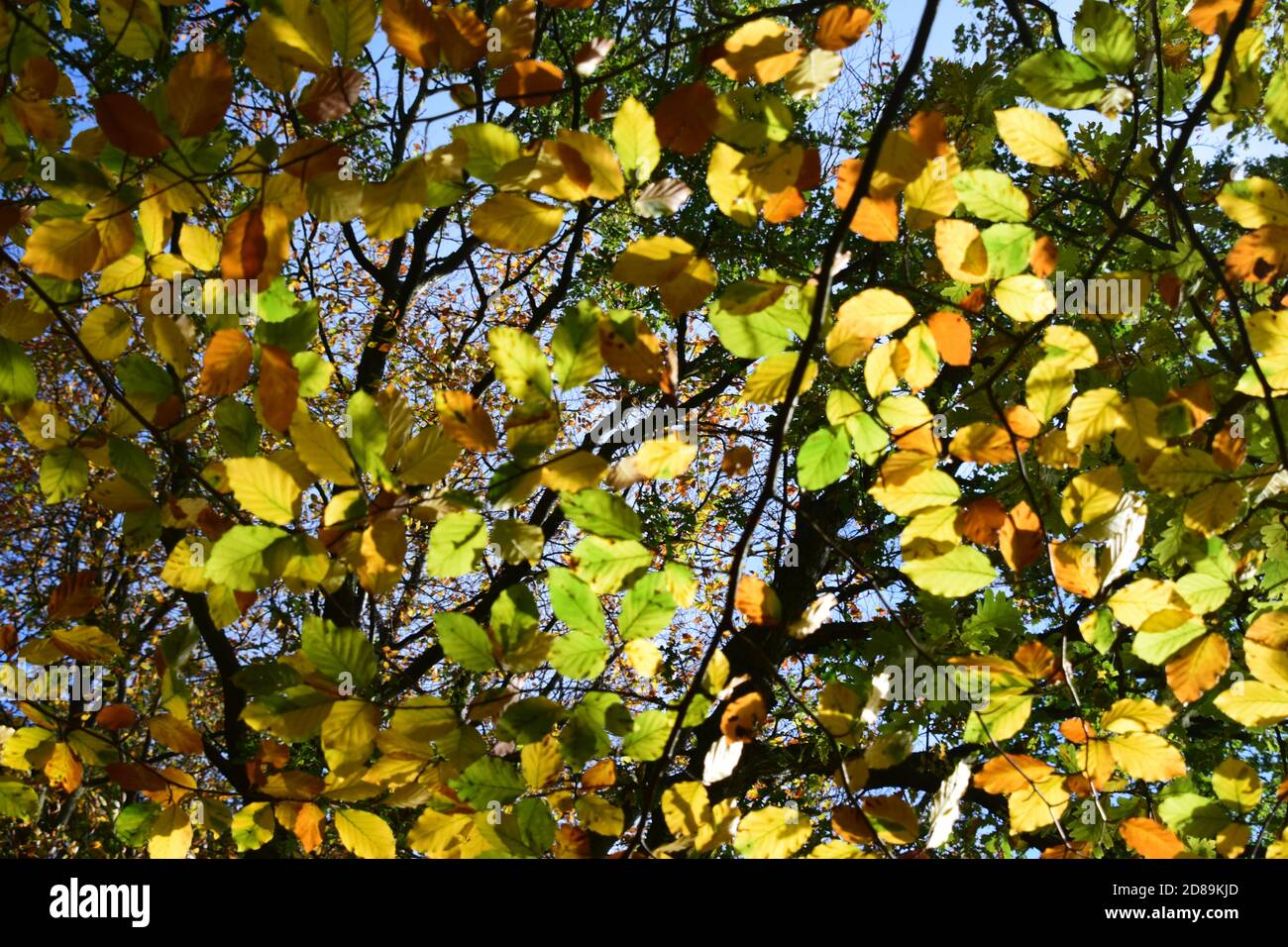 Ancient beech and oak hi-res stock photography and images - Alamy